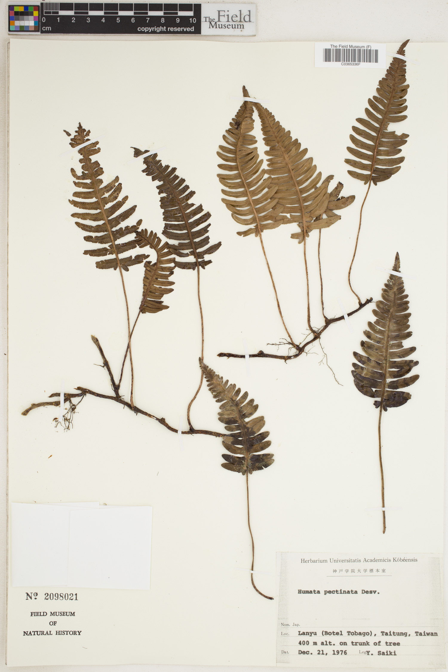 Humata pectinata (Sm.) Desv.