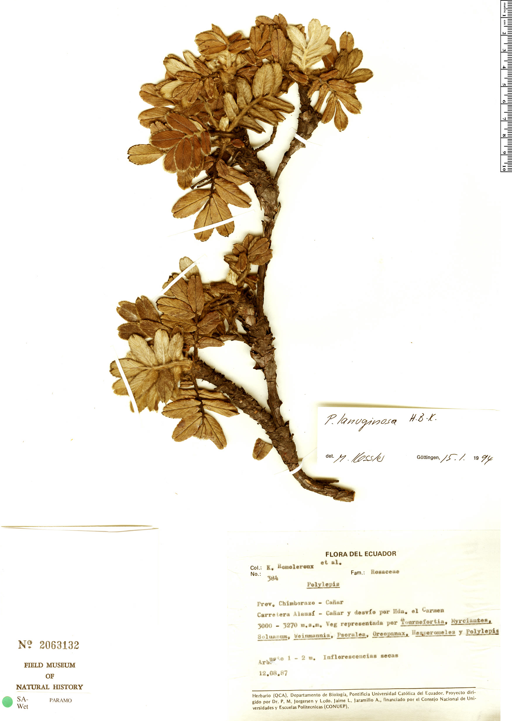 Polylepis lanuginosa | Rapid Reference | The Field Museum