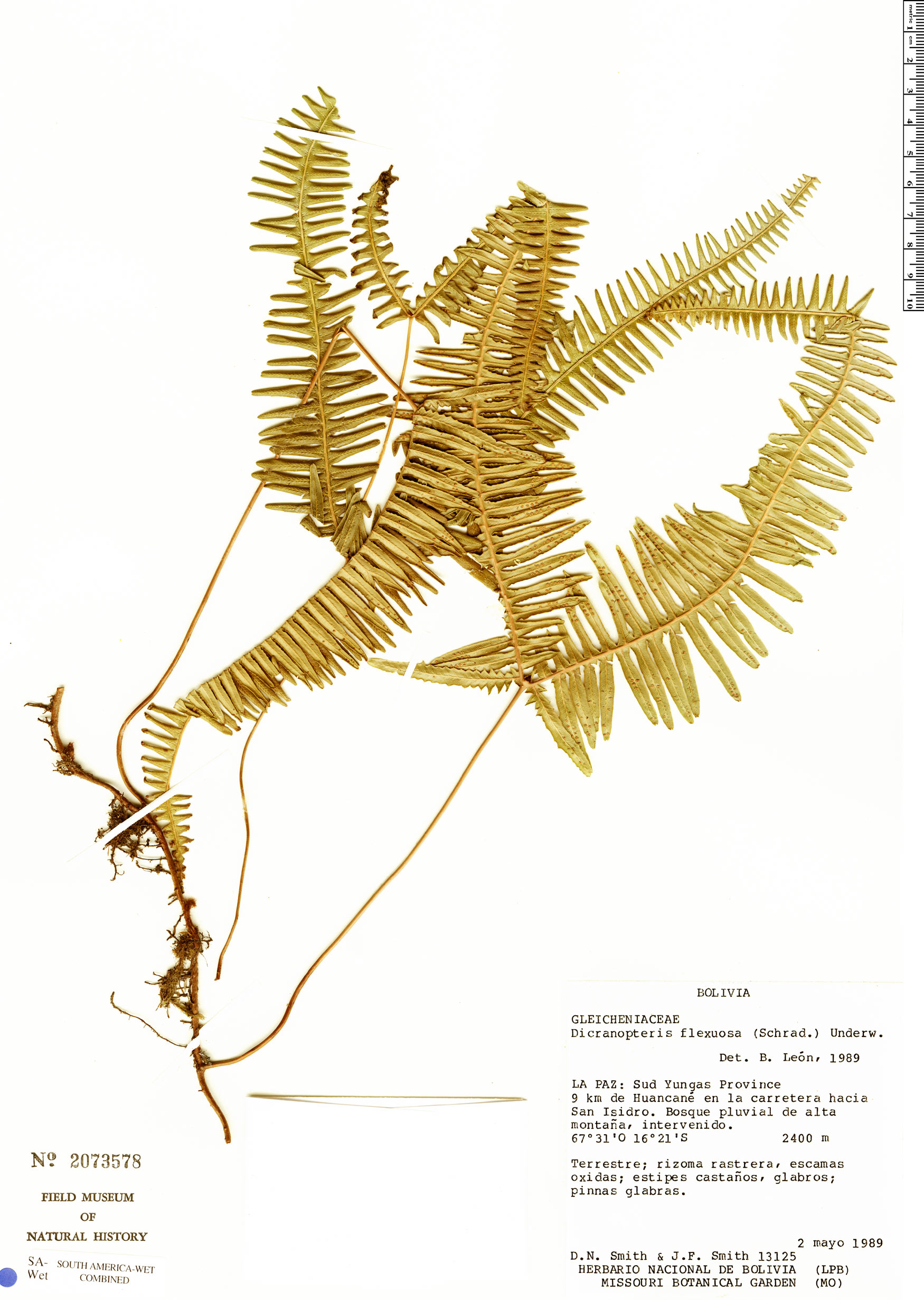 Dicranopteris flexuosa | Rapid Reference | The Field Museum