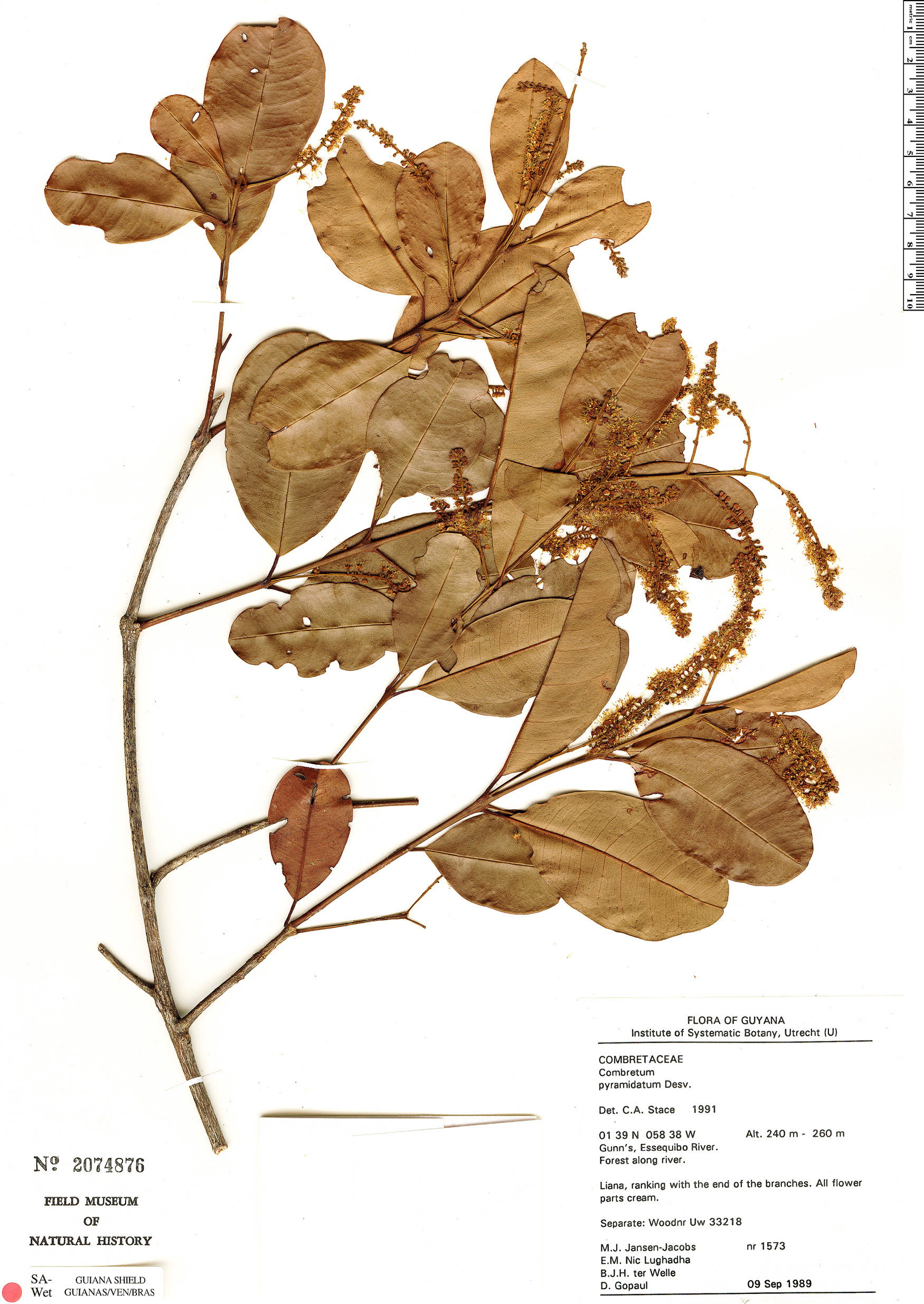 Combretum pyramidatum | Herbário Rapid Reference | The Field Museum