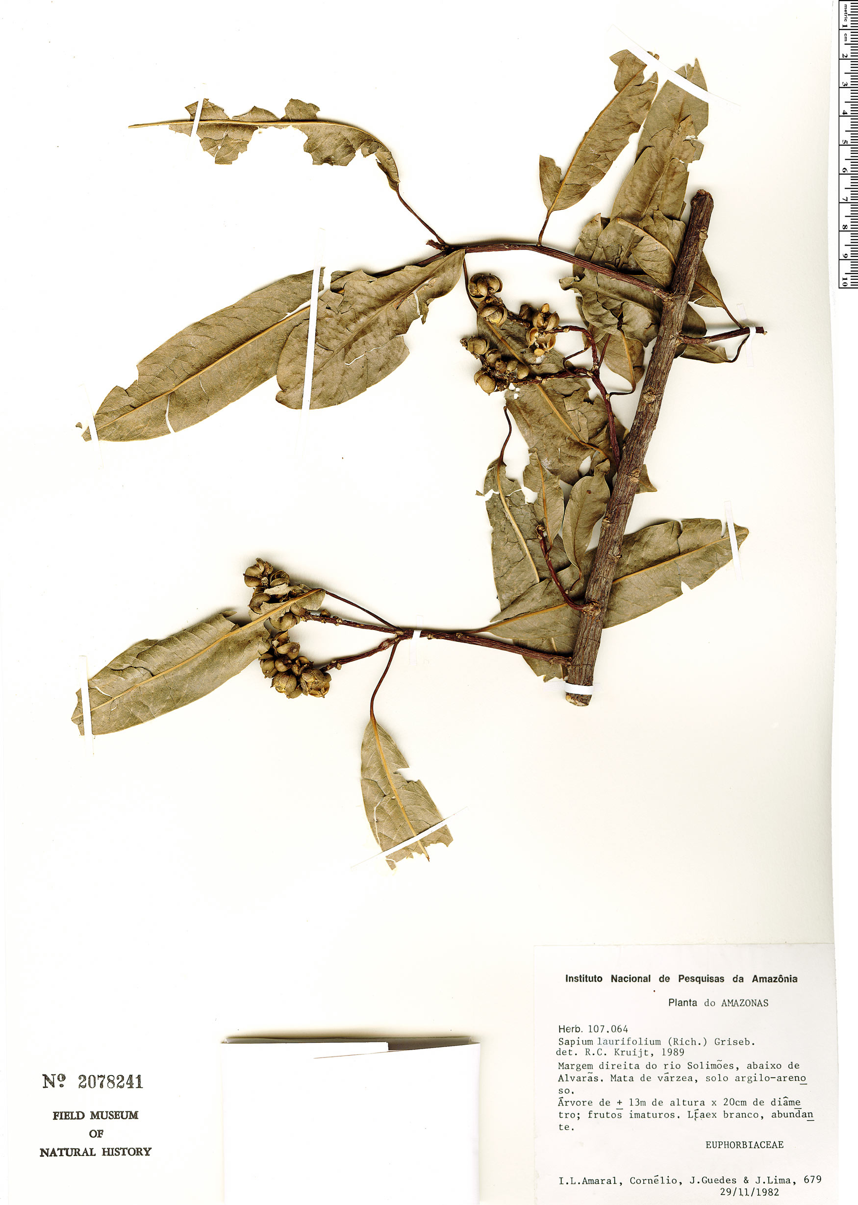 Sapium laurifolium | Rapid Reference | The Field Museum