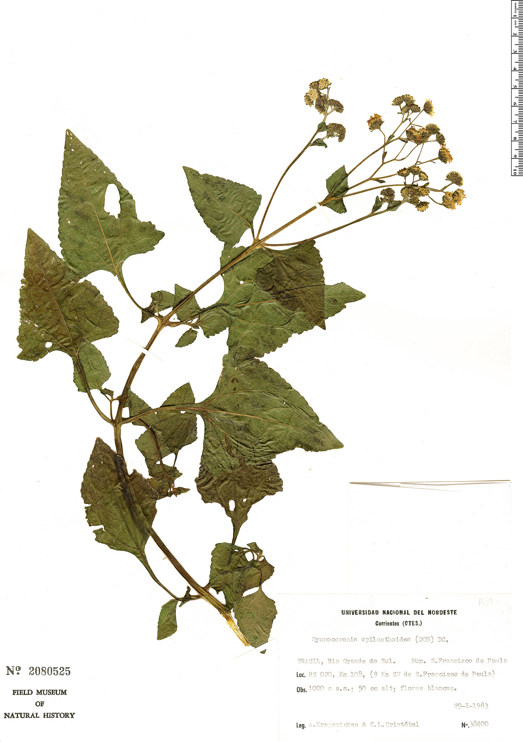 Gymnocoronis spilanthoides | Rapid Reference | The Field Museum