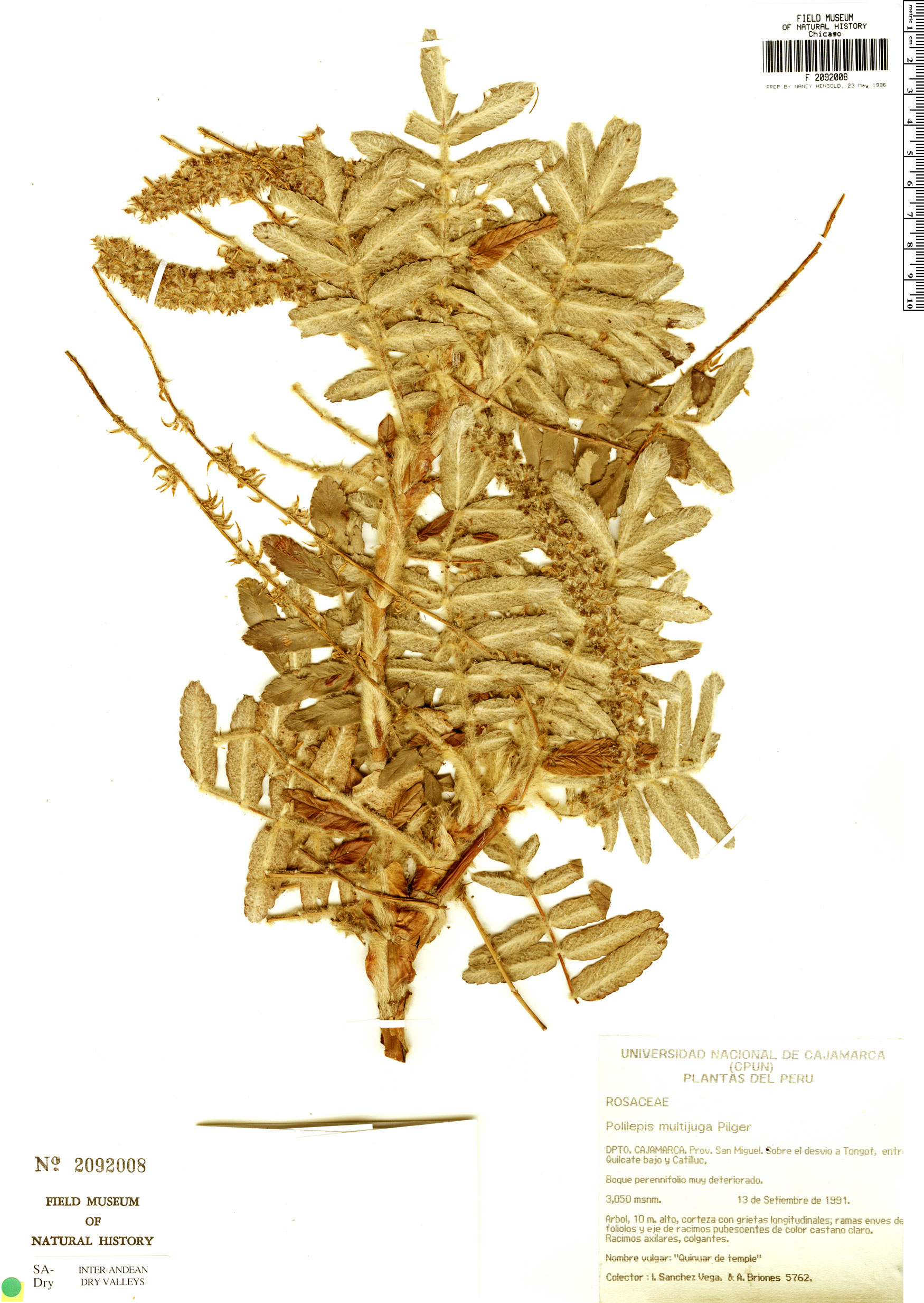 Polylepis multijuga | Herbário Rapid Reference | The Field Museum