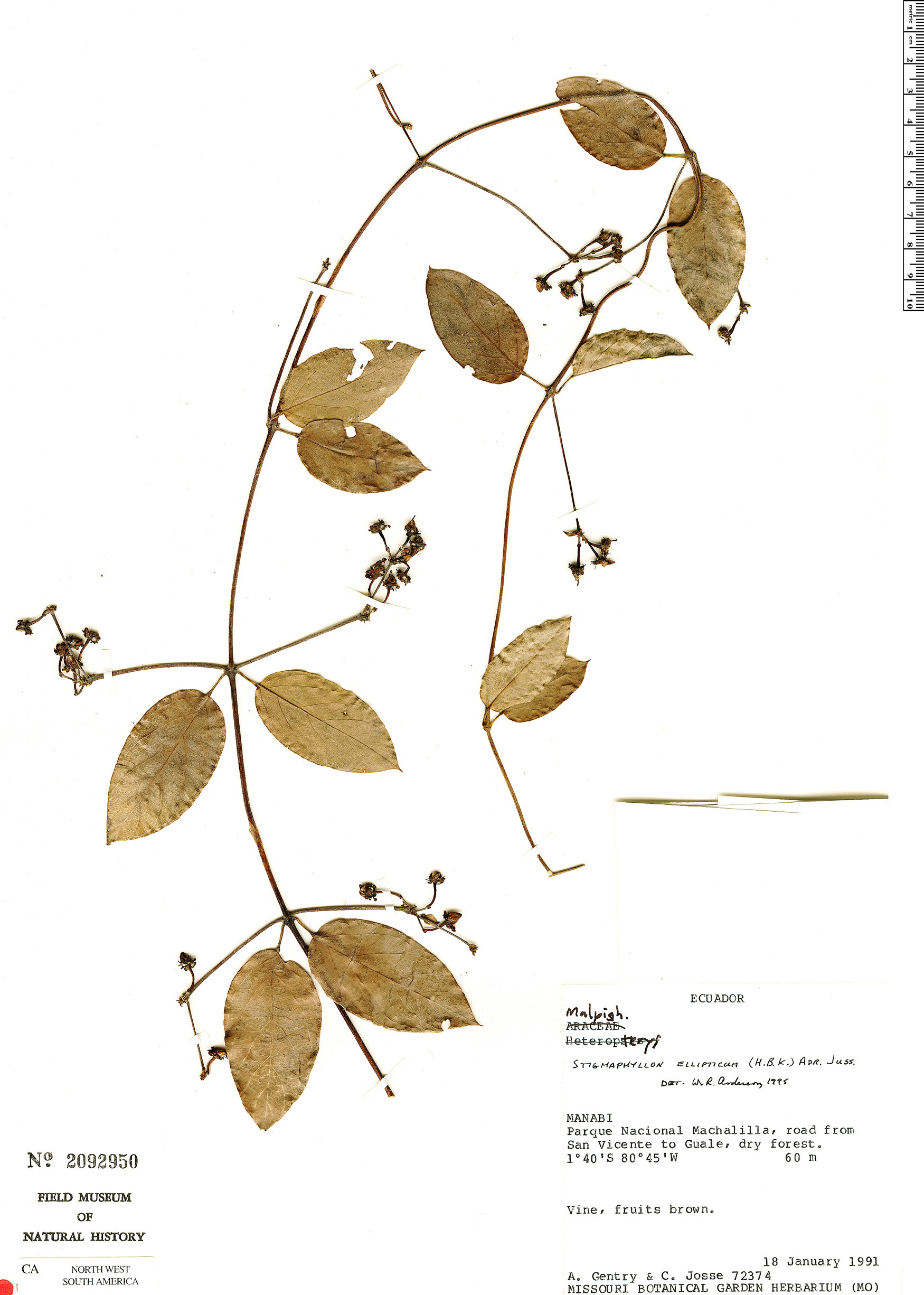 Stigmaphyllon ellipticum | Rapid Reference | The Field Museum
