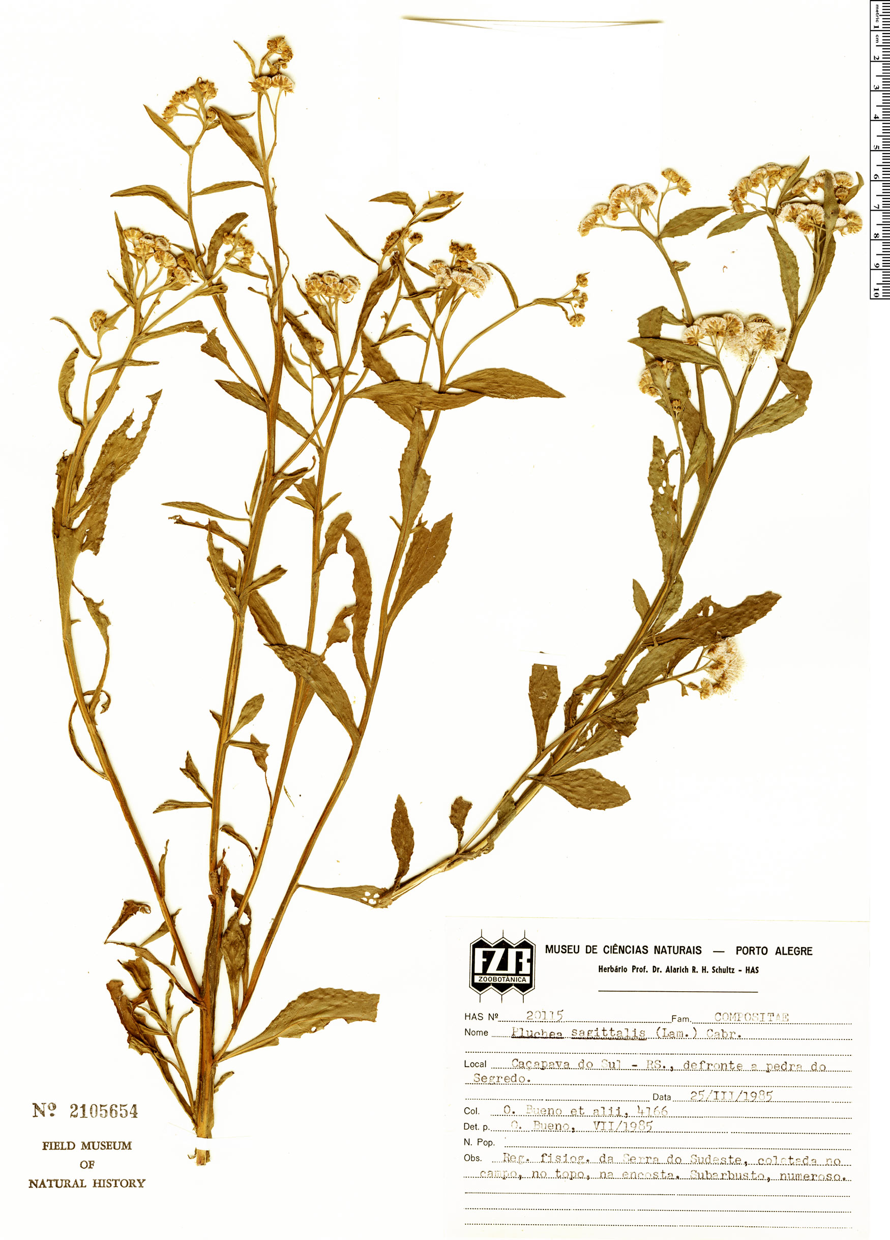 Pluchea sagittalis | Rapid Reference | The Field Museum