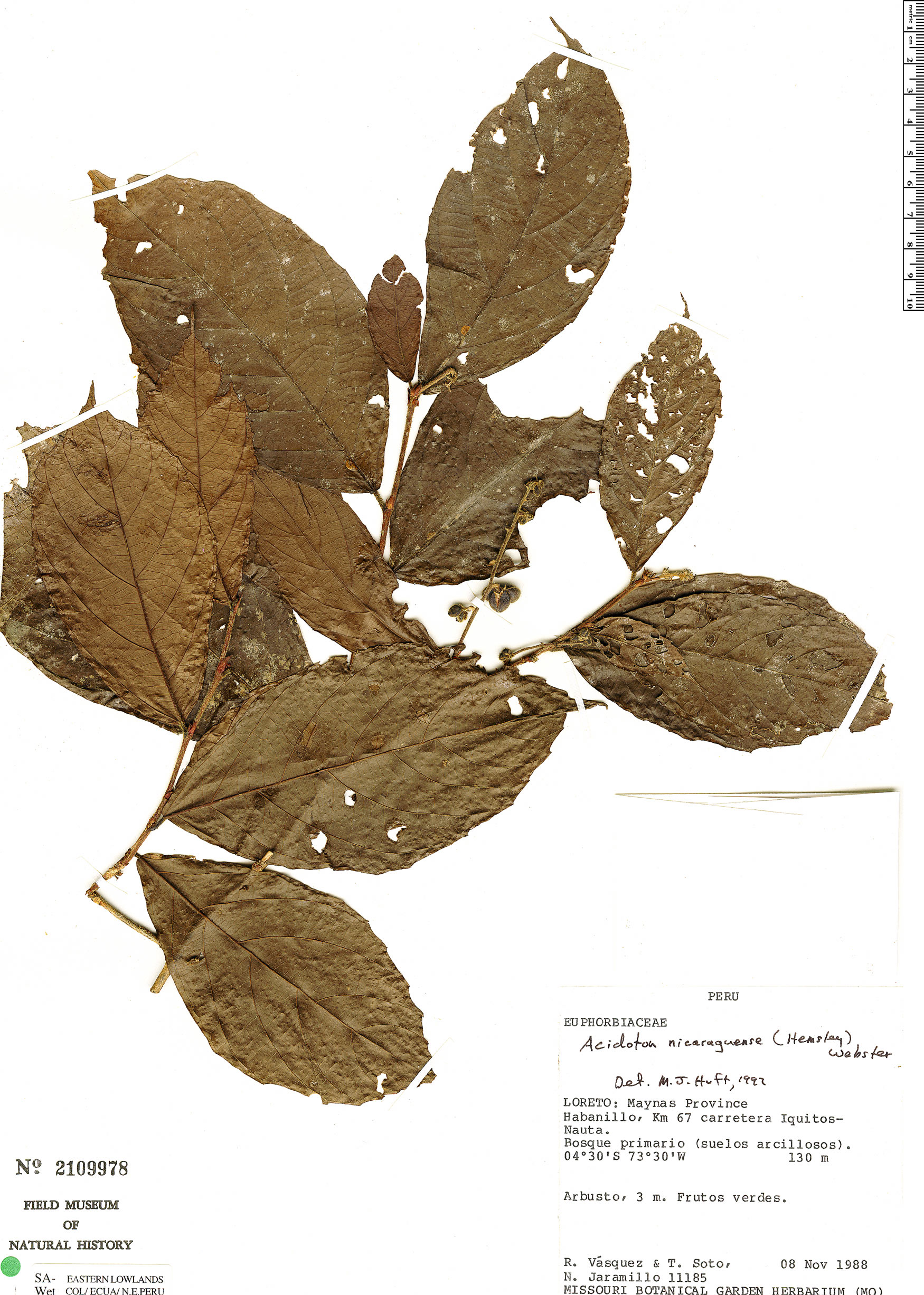 Gitara nicaraguensis | Rapid Reference | The Field Museum