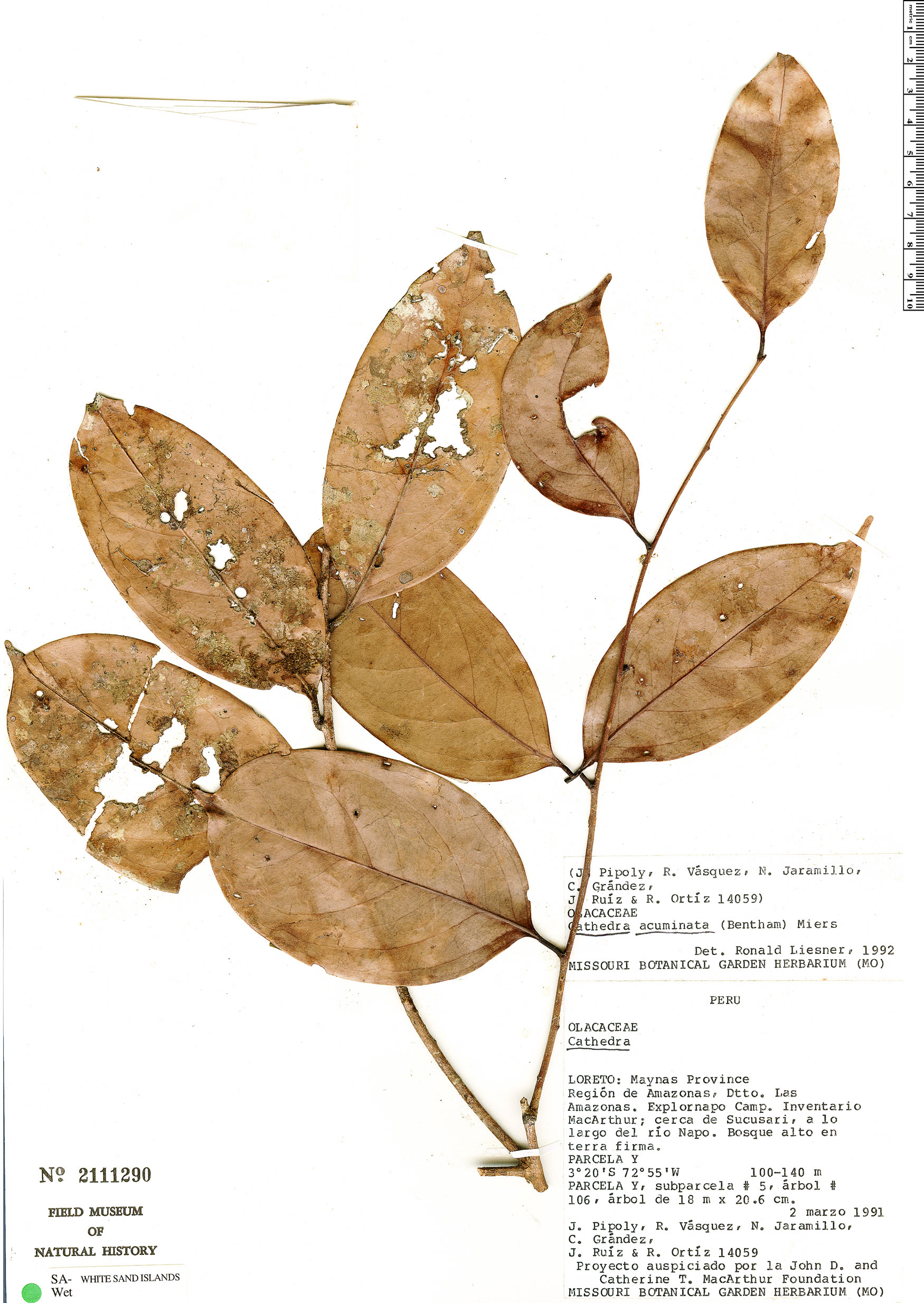 Acioa | Rapid Reference | The Field Museum