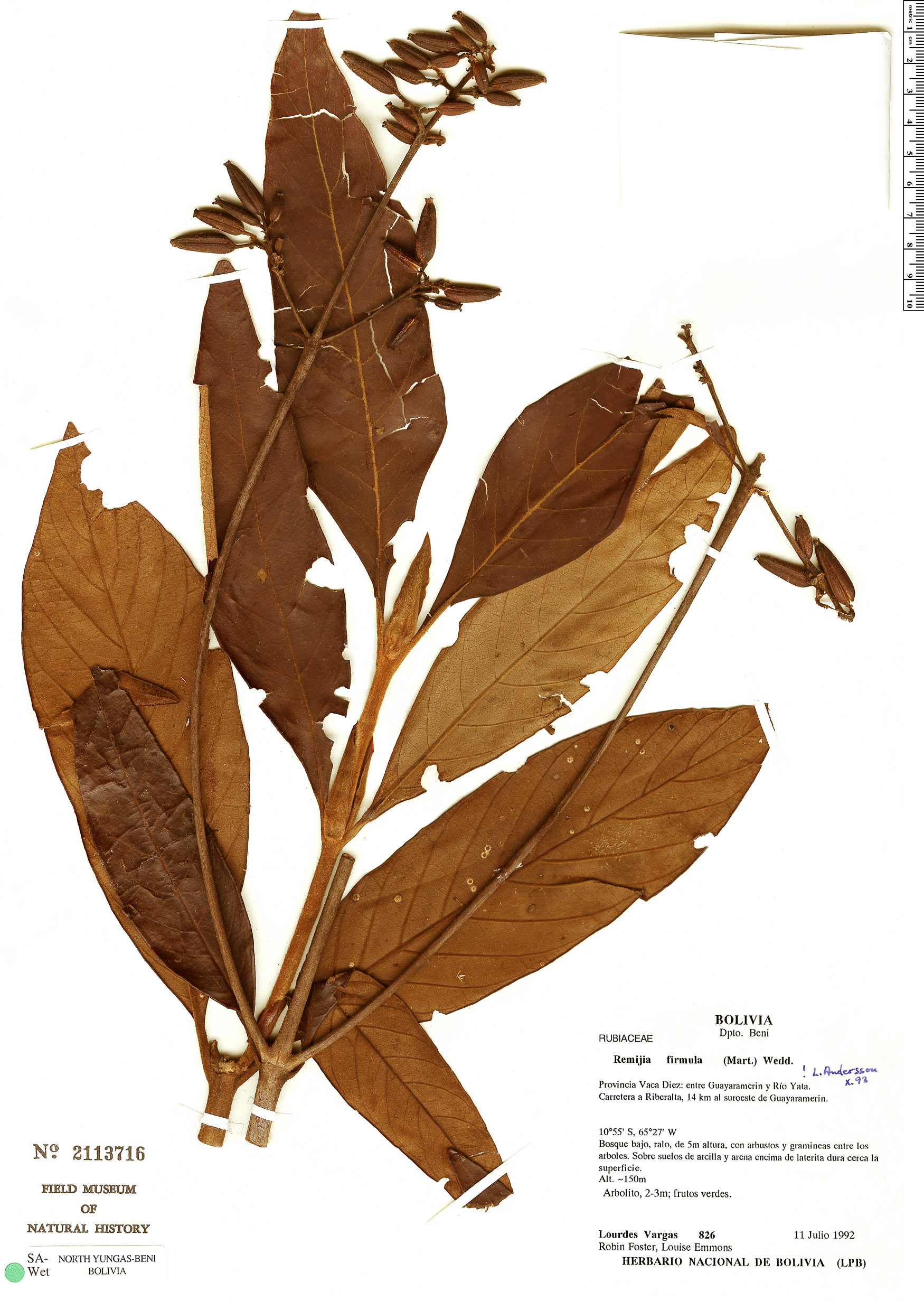 Remijia cinchonicarpa | Rapid Reference | The Field Museum