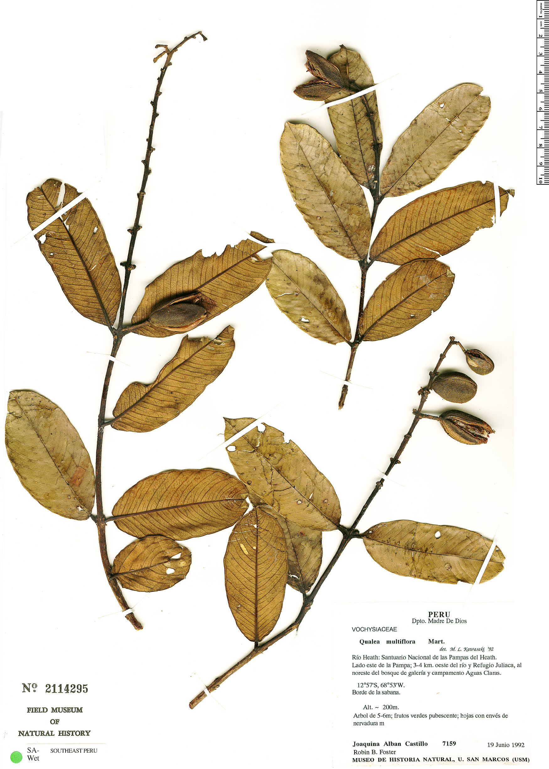 Qualea multiflora | Rapid Reference | The Field Museum