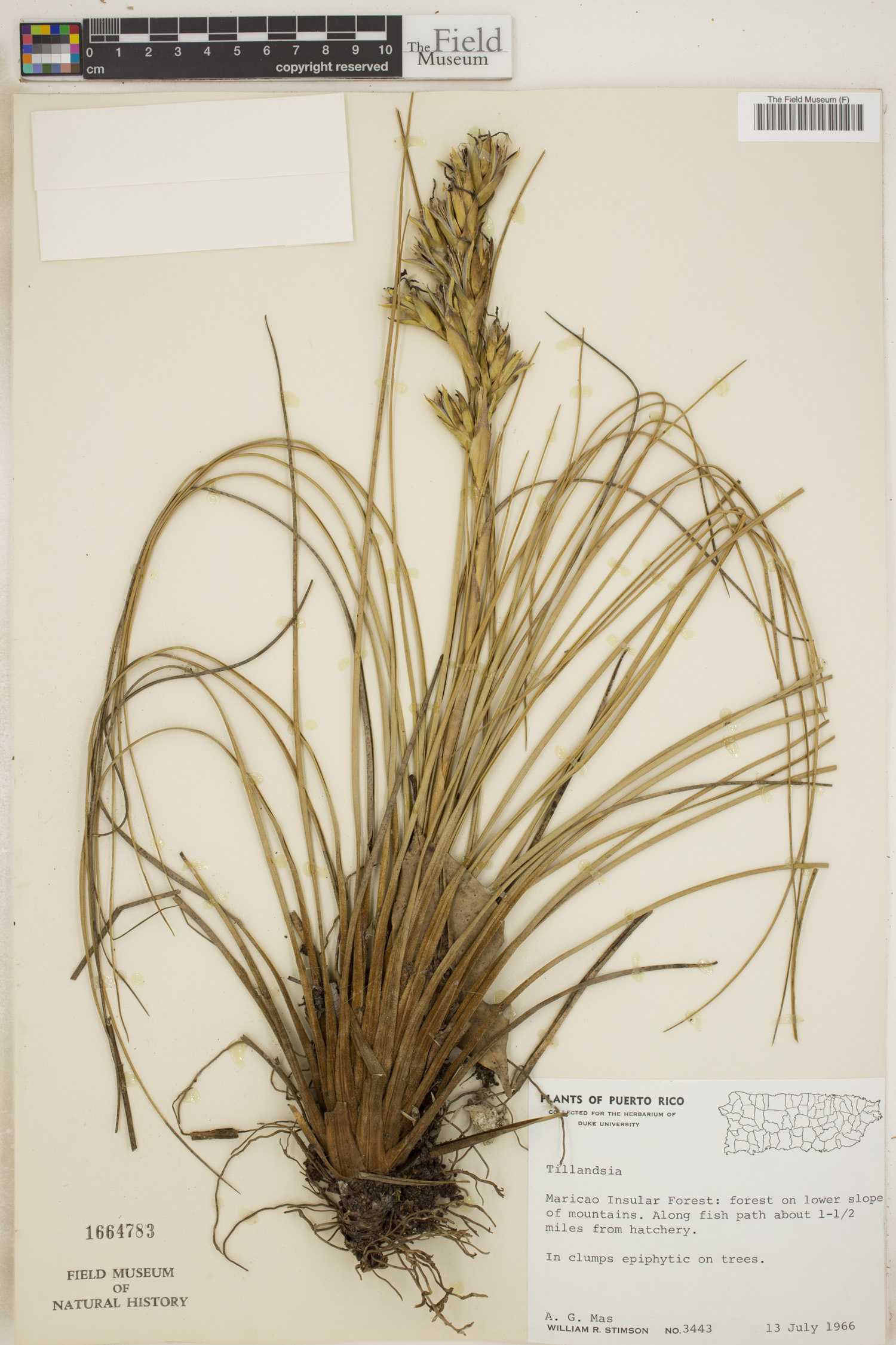 W. R. Stimson | Botanical Collections