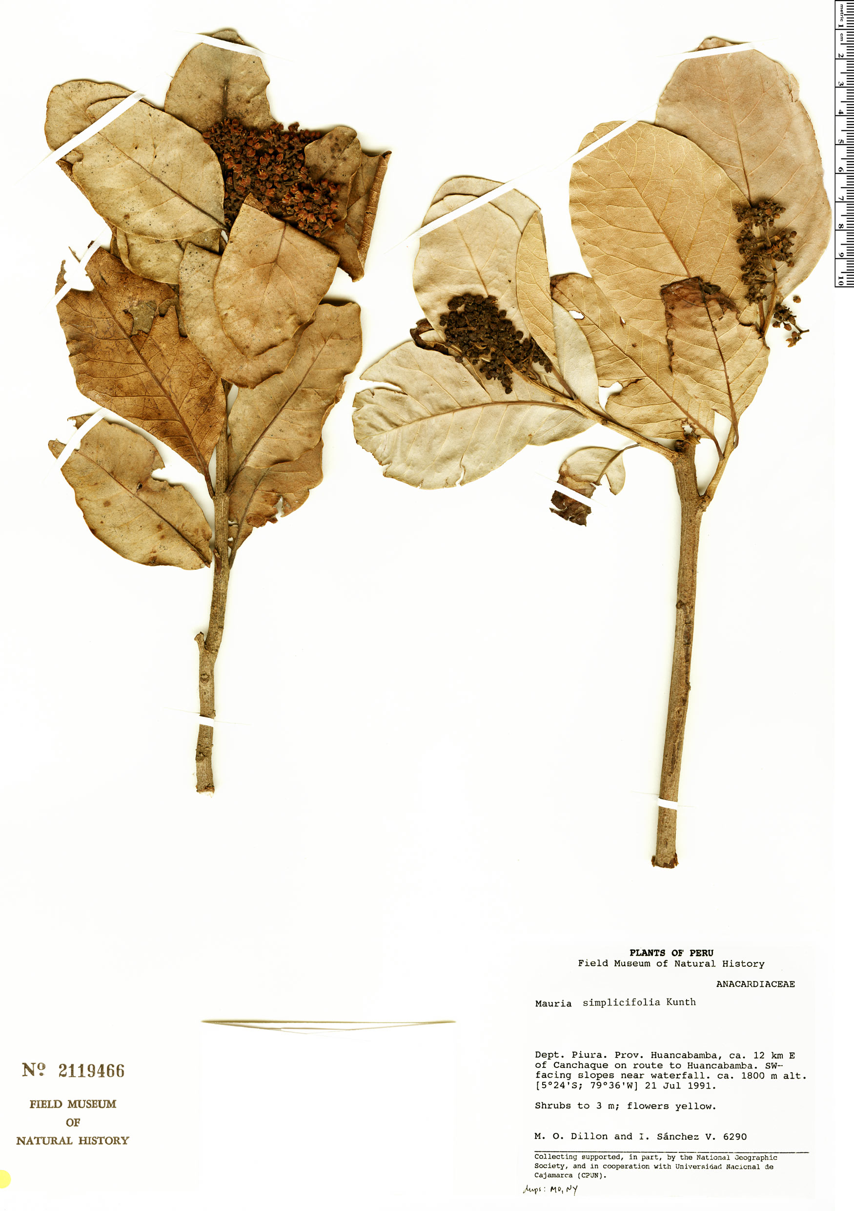 Mauria simplicifolia | Herbário Rapid Reference | The Field Museum