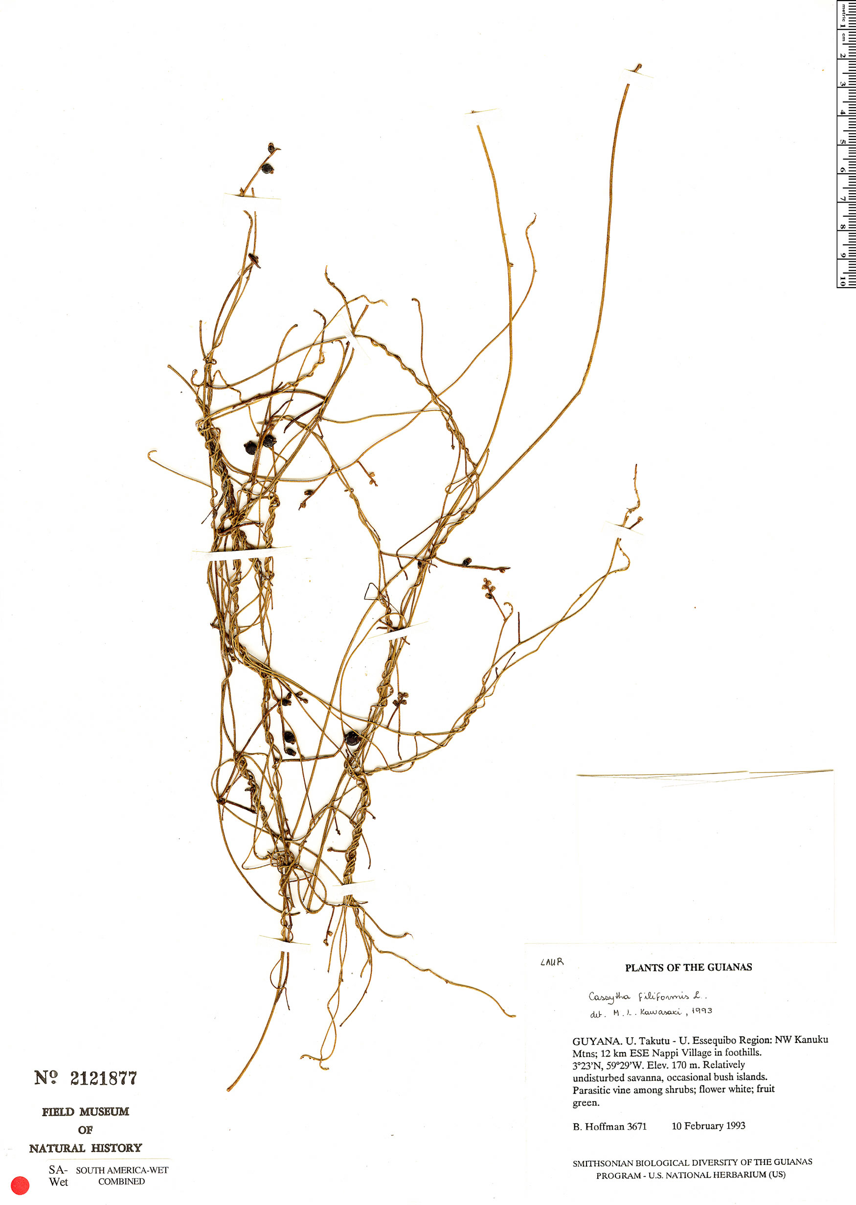 Cassytha filiformis | Rapid Reference | The Field Museum