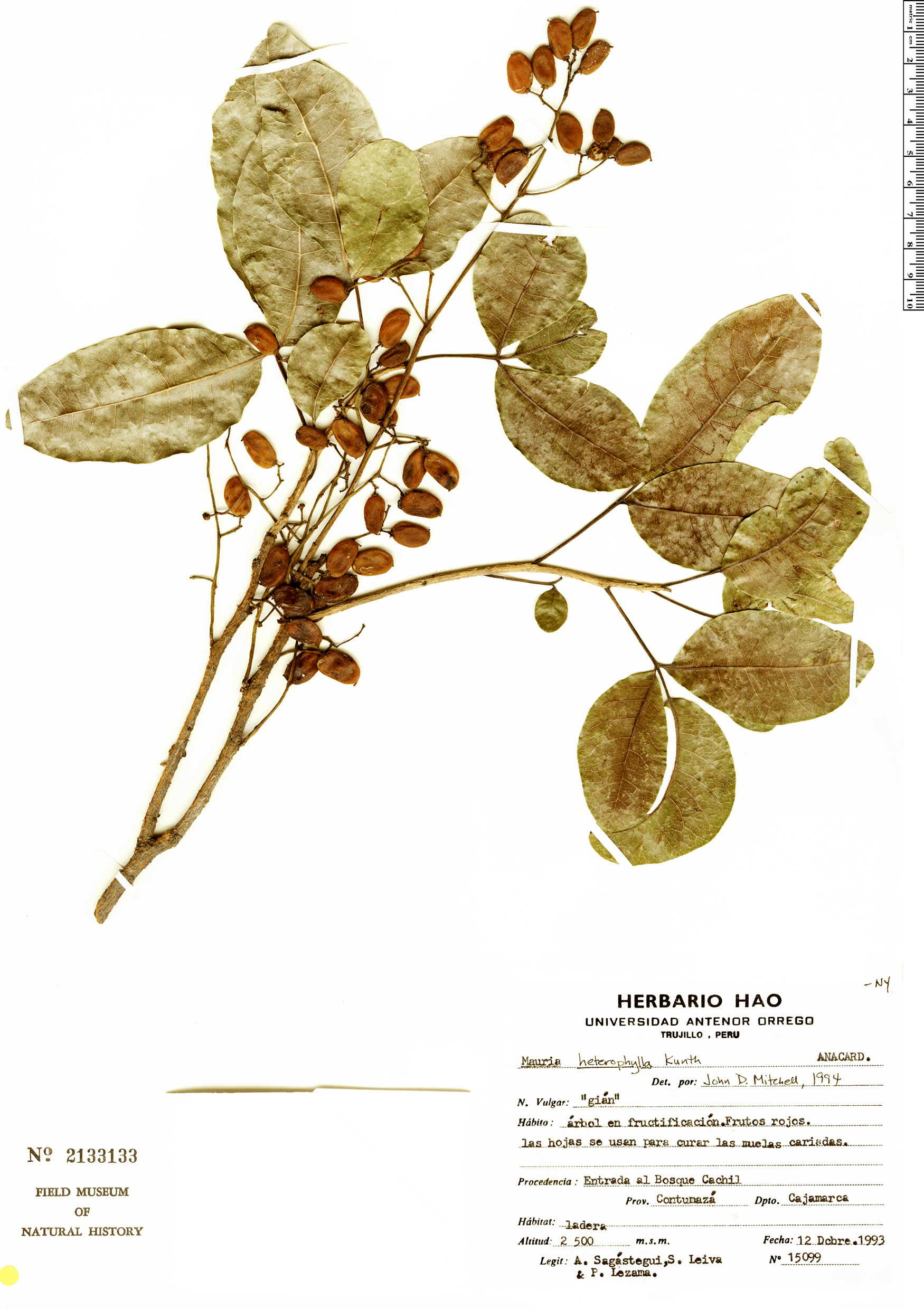 Mauria heterophylla | Rapid Reference | The Field Museum