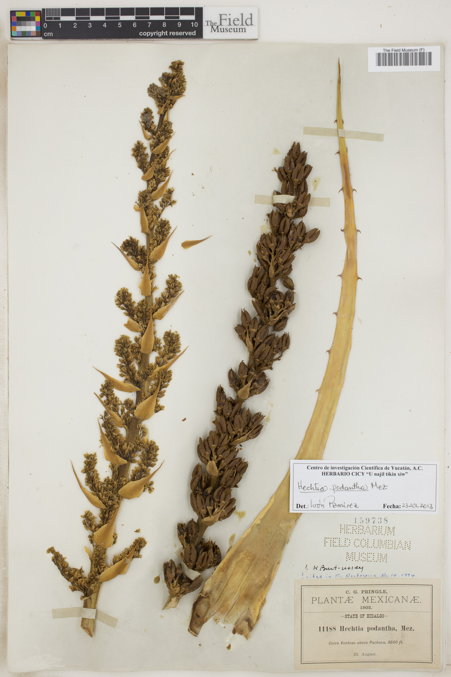 Hechtia podantha | Rapid Reference | The Field Museum