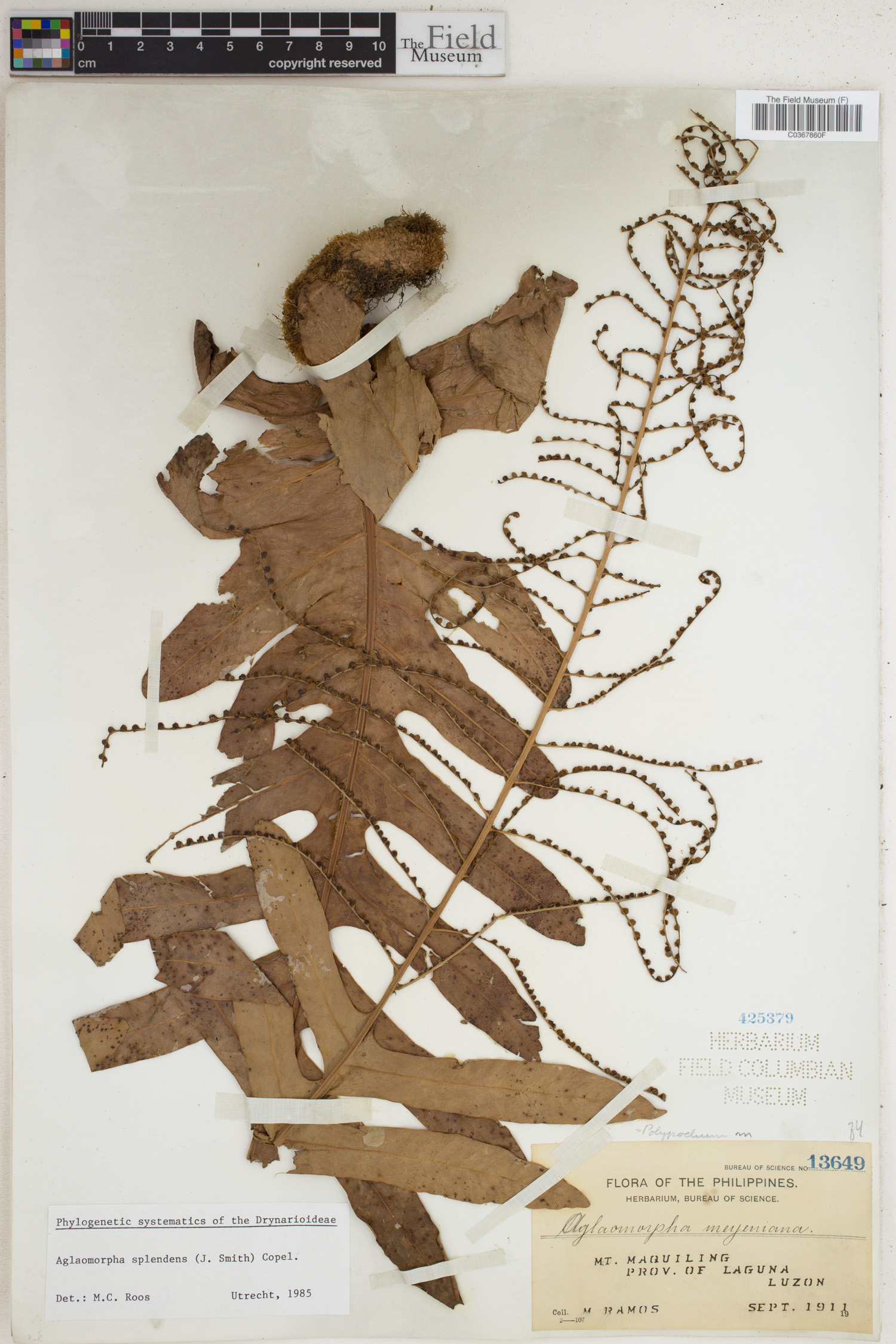 Aglaomorpha splendens (J.Sm.) Copel.