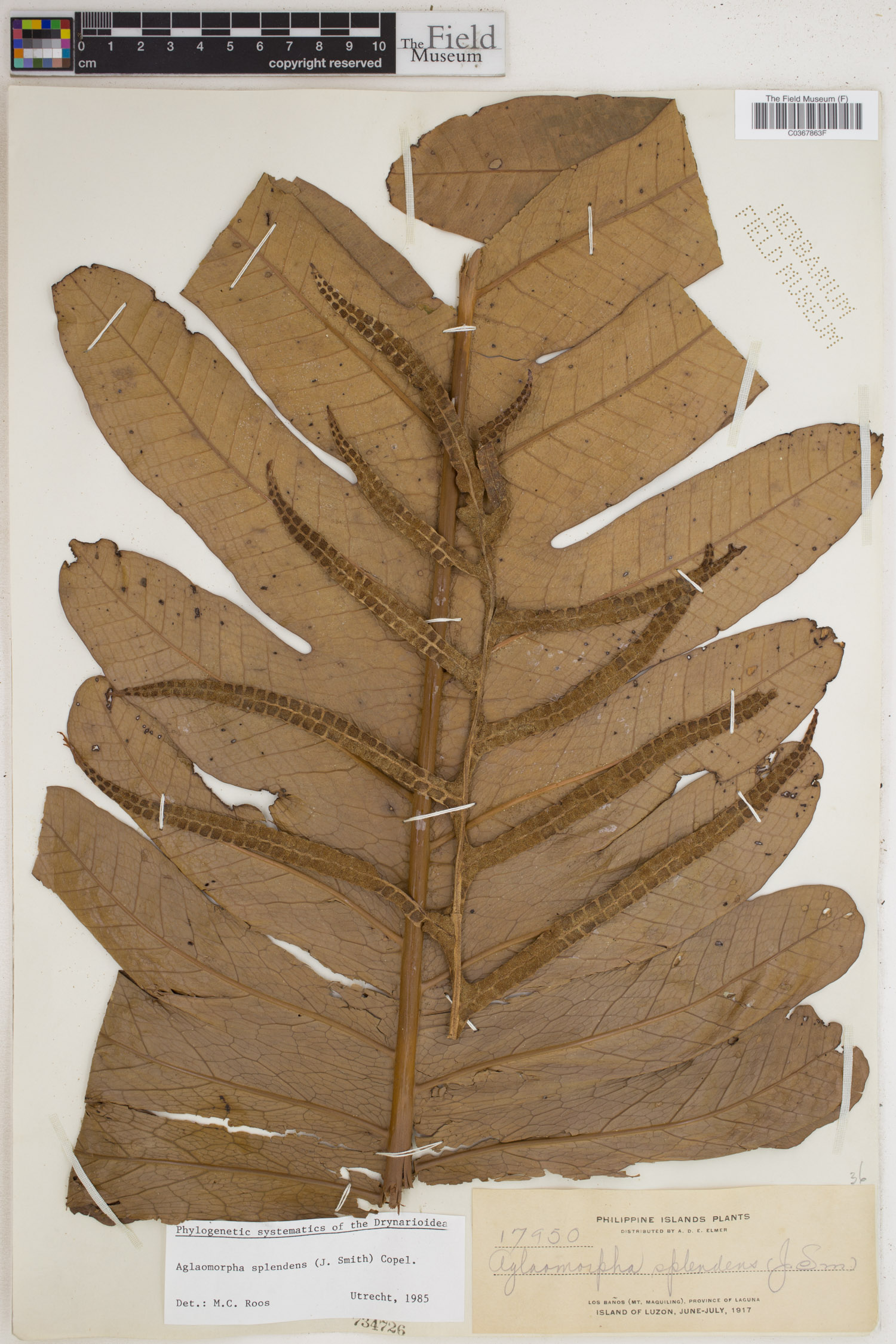 Aglaomorpha splendens (J.Sm.) Copel.