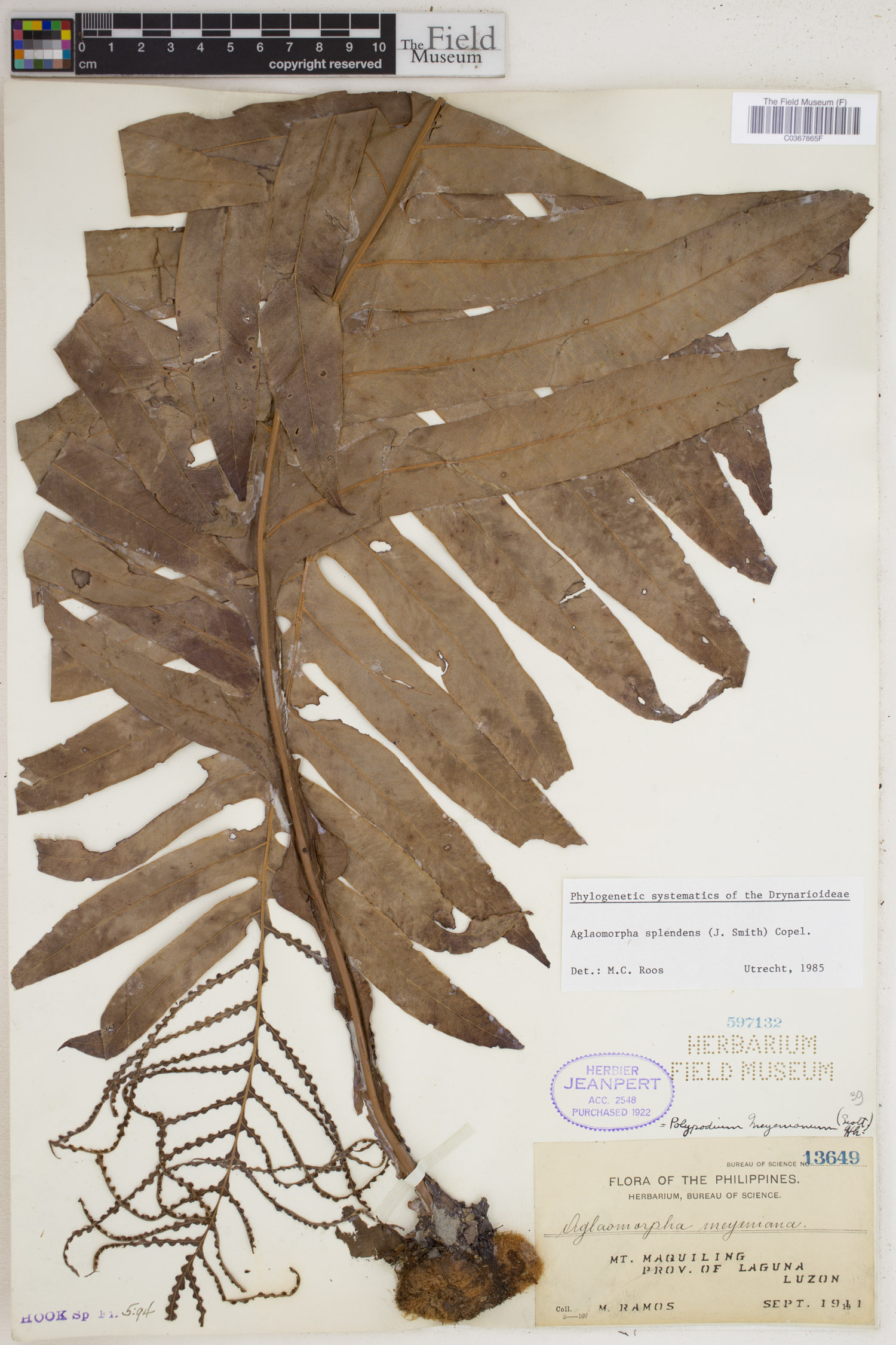 Aglaomorpha splendens (J.Sm.) Copel.