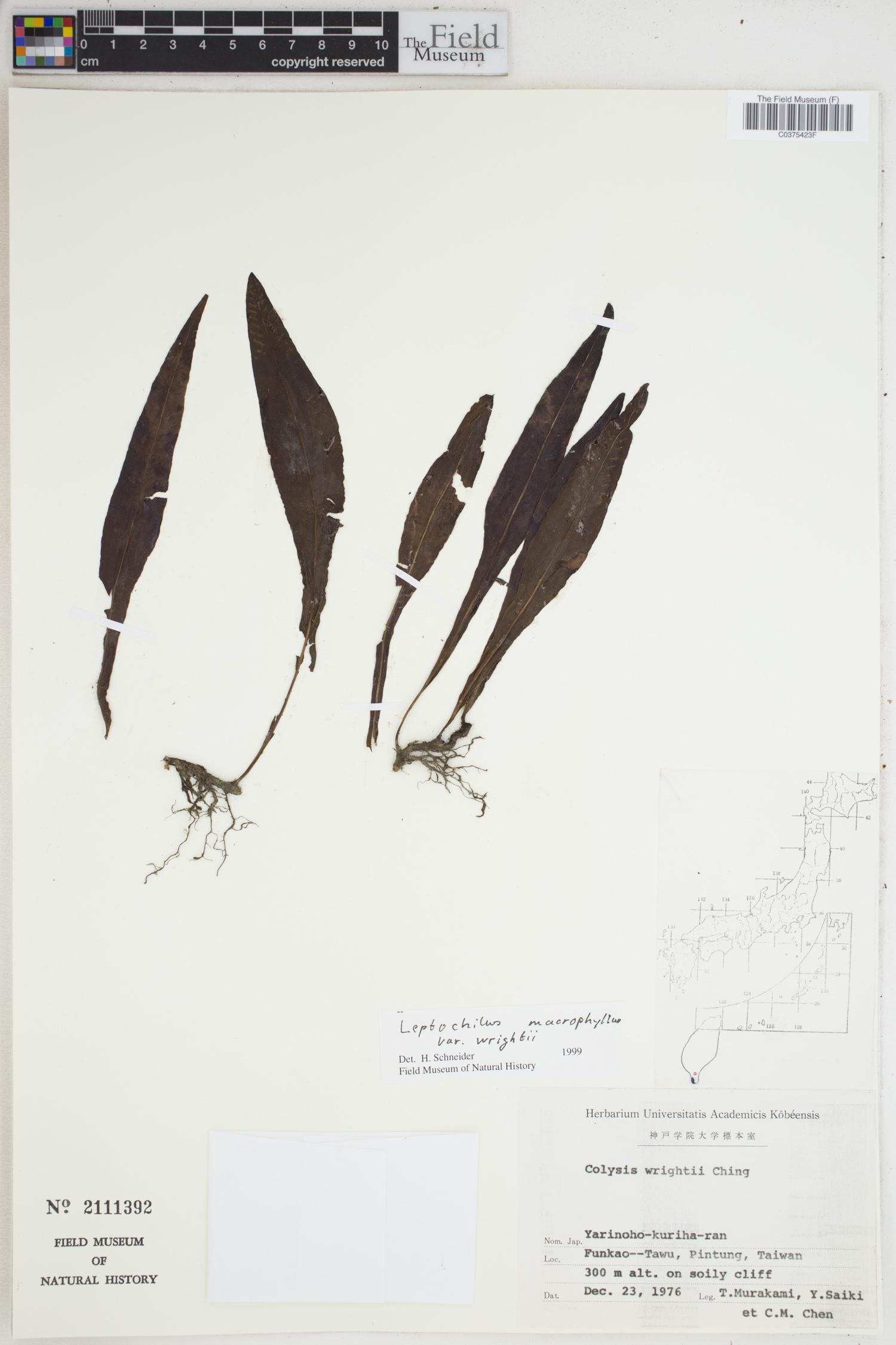 PteridoPortal - Leptochilus wrightii