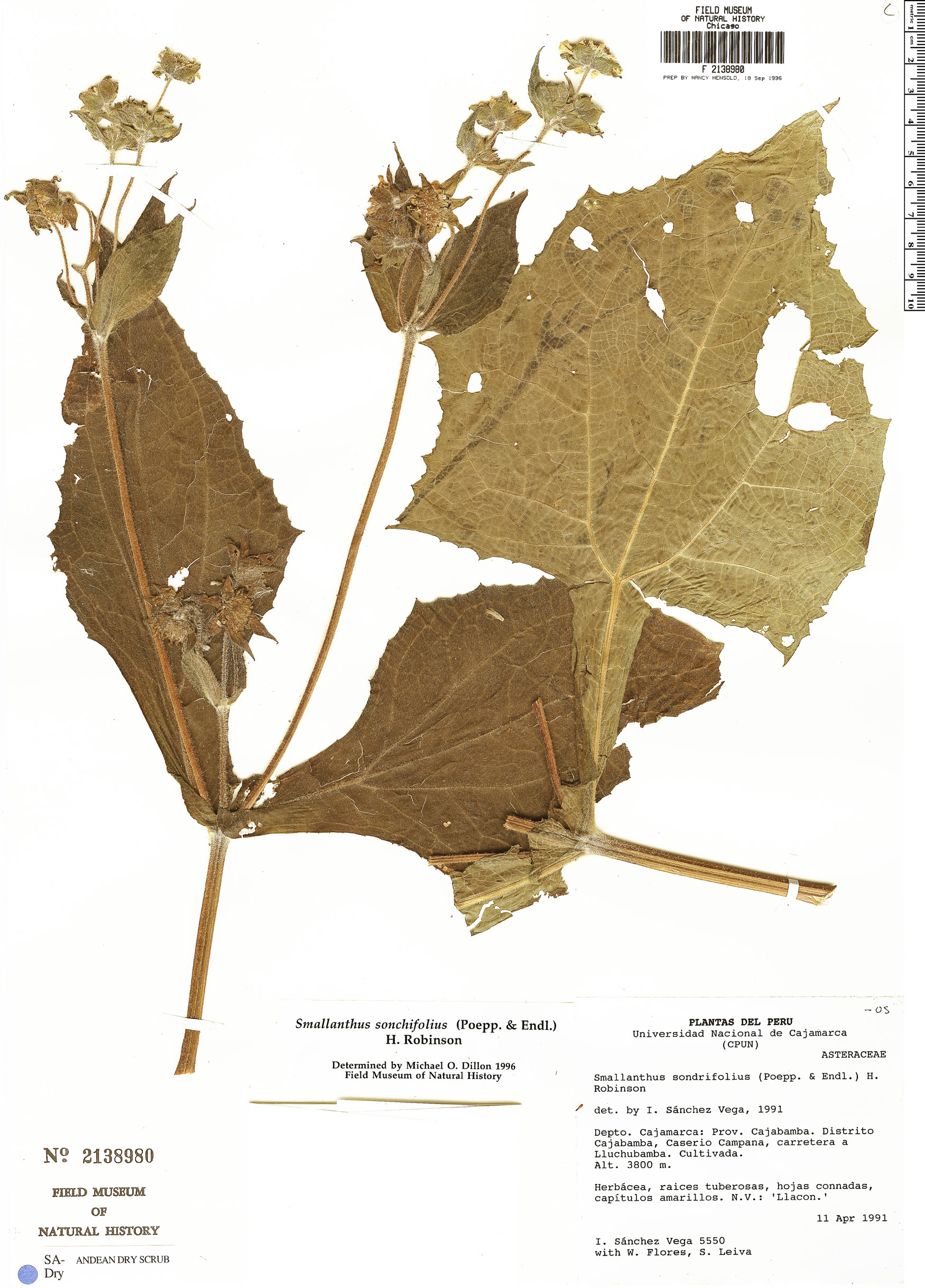 Smallanthus sonchifolius | Rapid Reference | The Field Museum