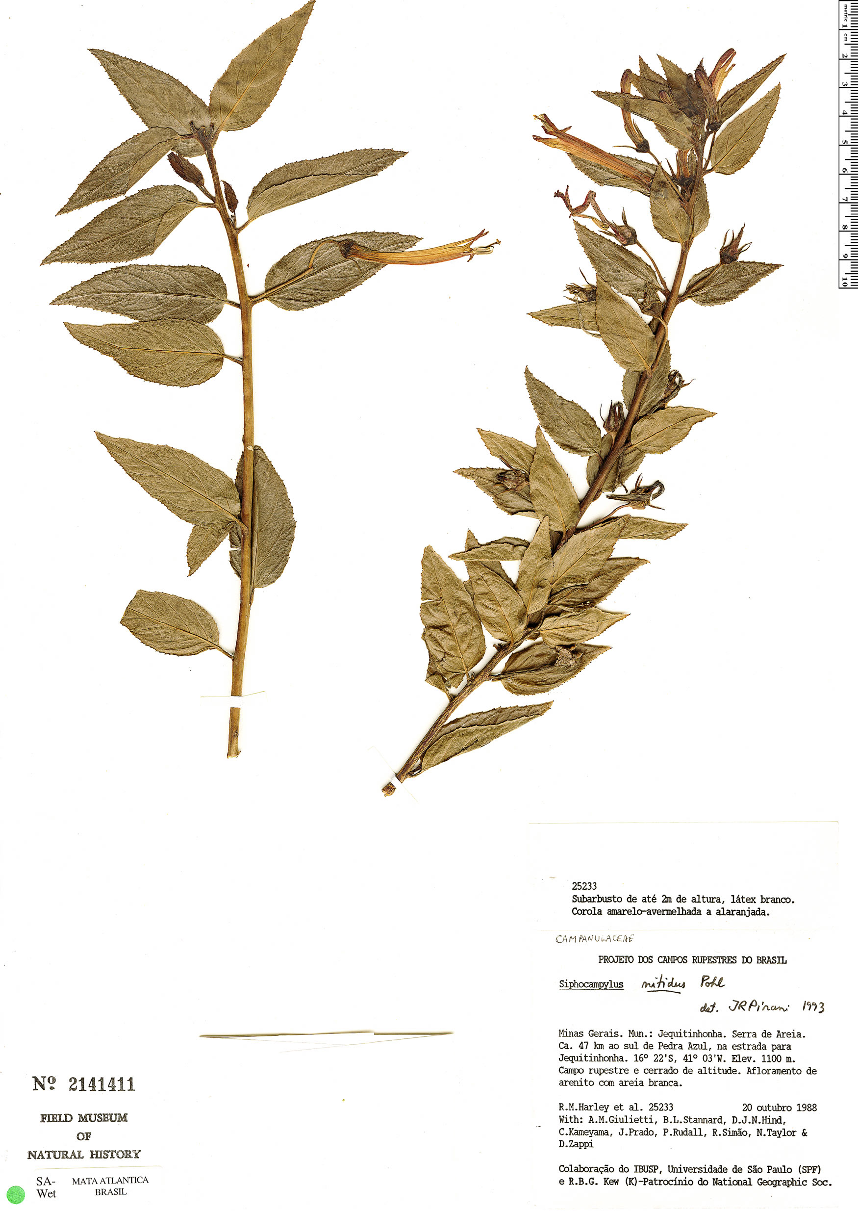 Siphocampylus nitidus | Rapid Reference | The Field Museum