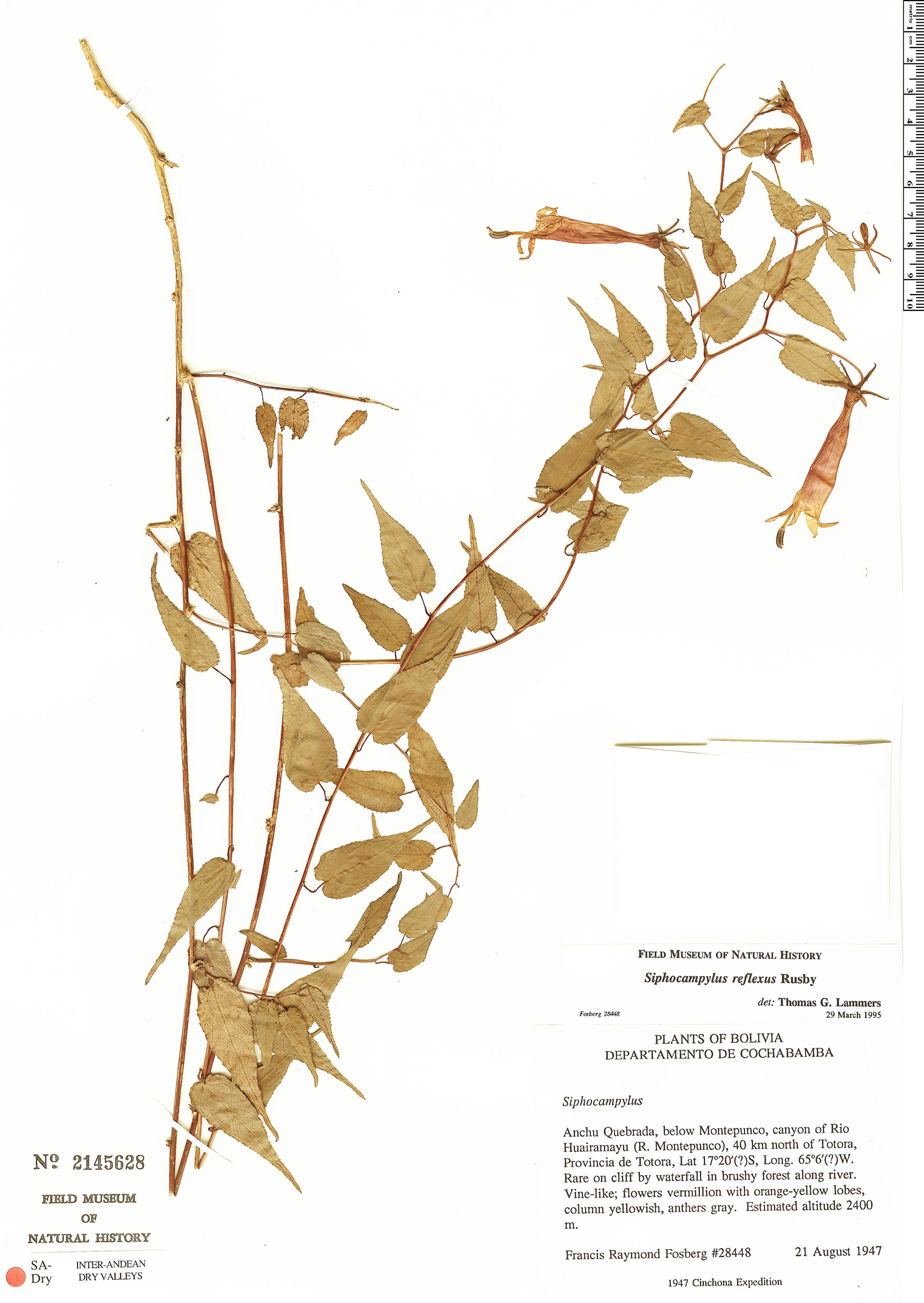 Siphocampylus reflexus | Herbário Rapid Reference | The Field Museum