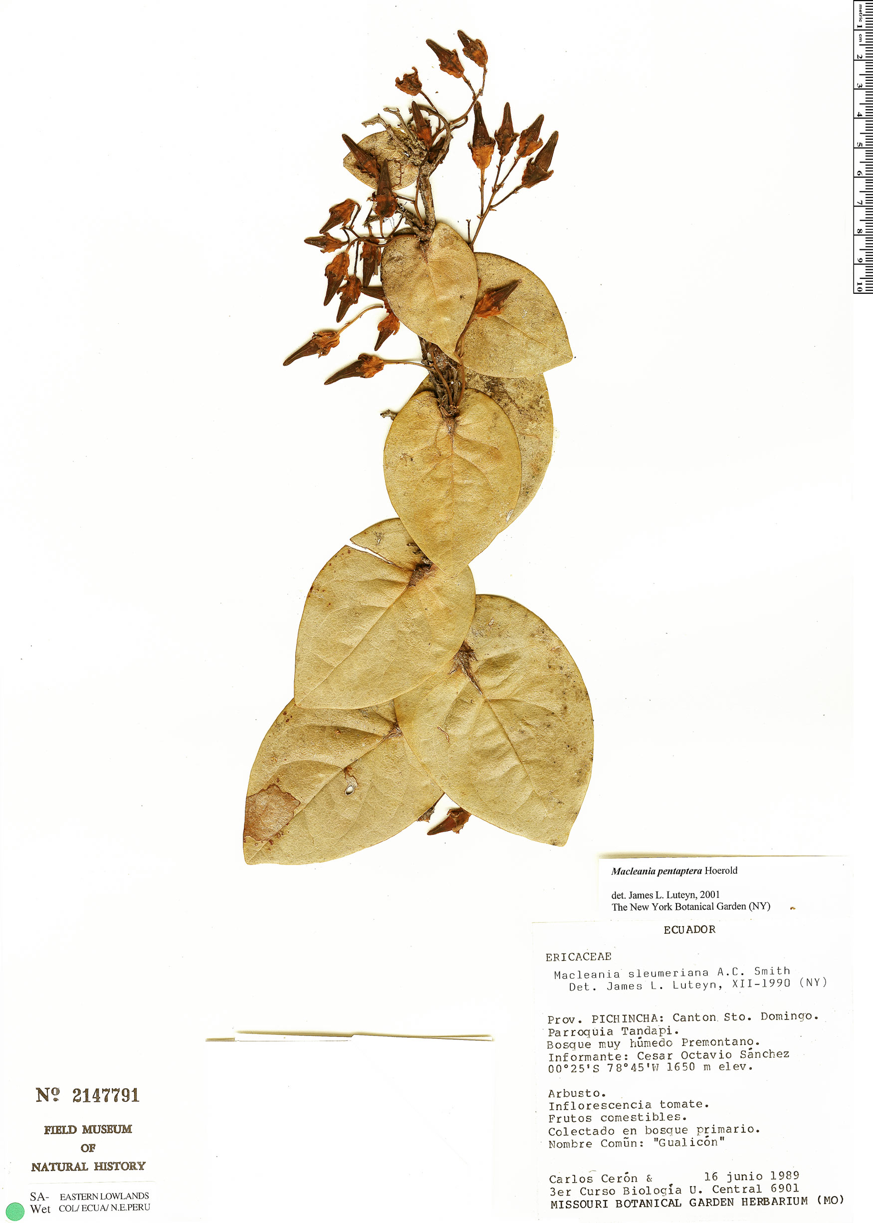 Macleania pentaptera | Rapid Reference | The Field Museum