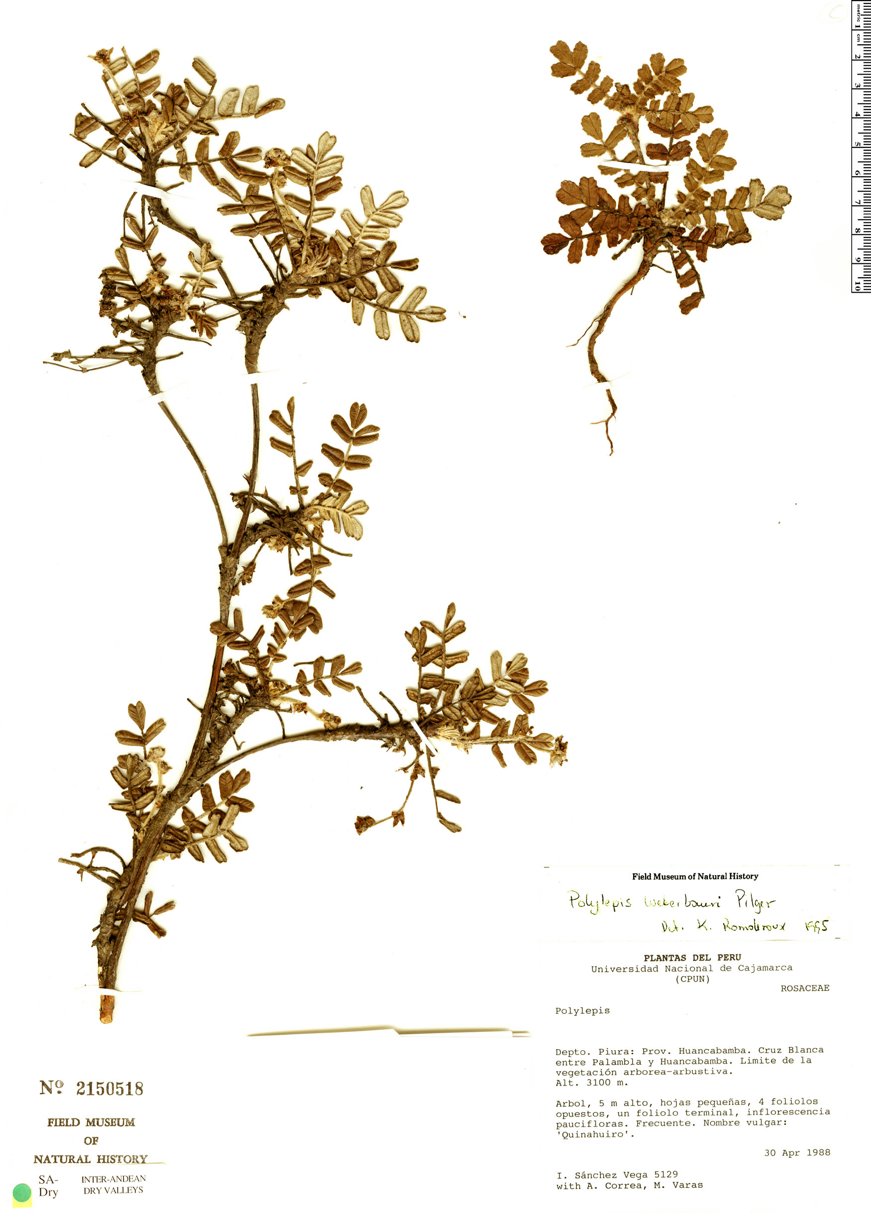 Polylepis occidentalis | Rapid Reference | The Field Museum
