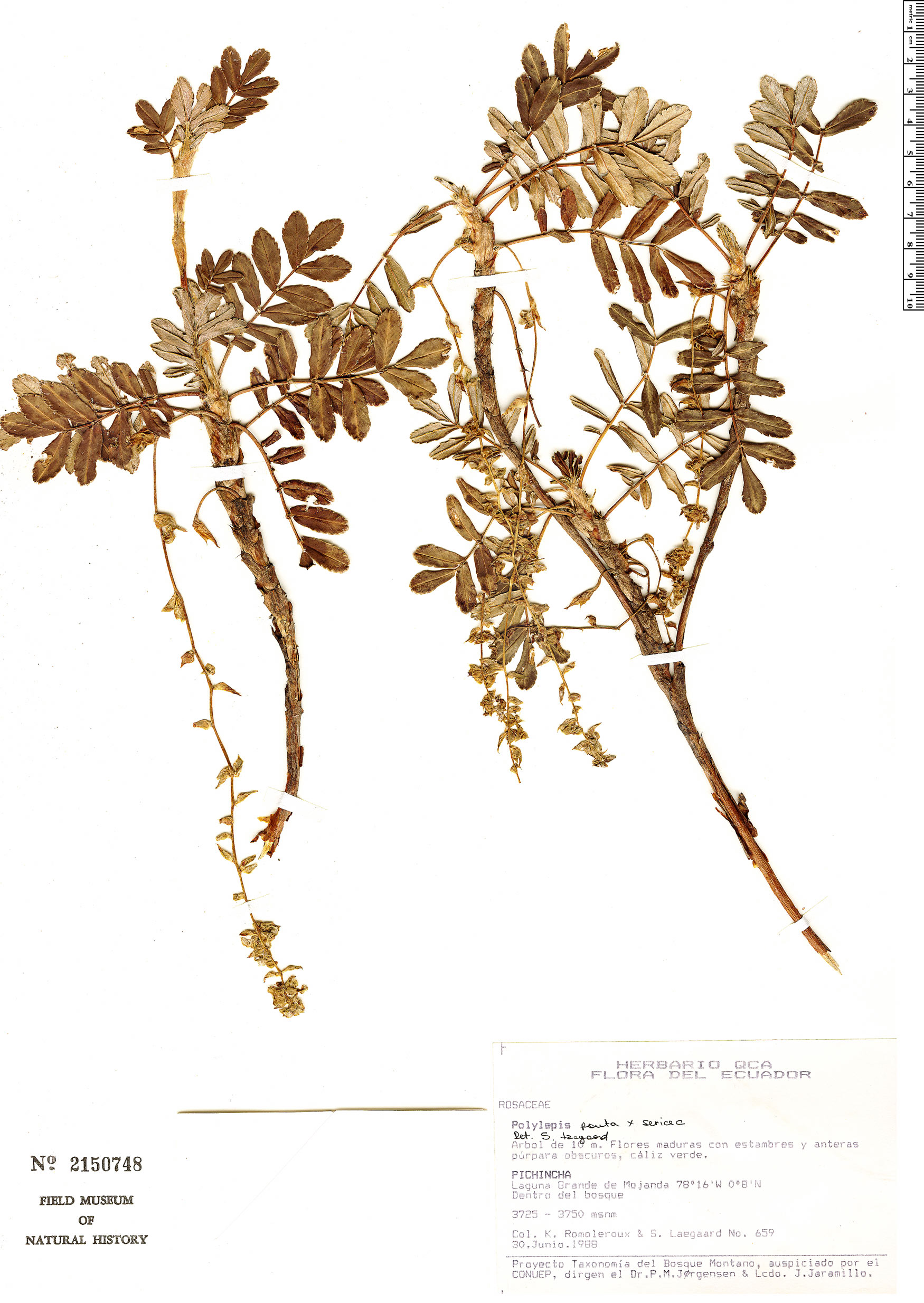 Polylepis | Herbário Rapid Reference | The Field Museum