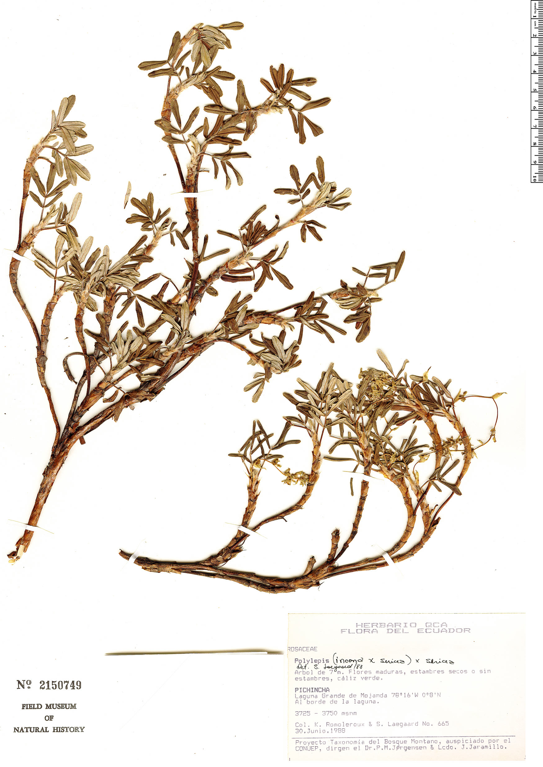 Polylepis | Rapid Reference | The Field Museum