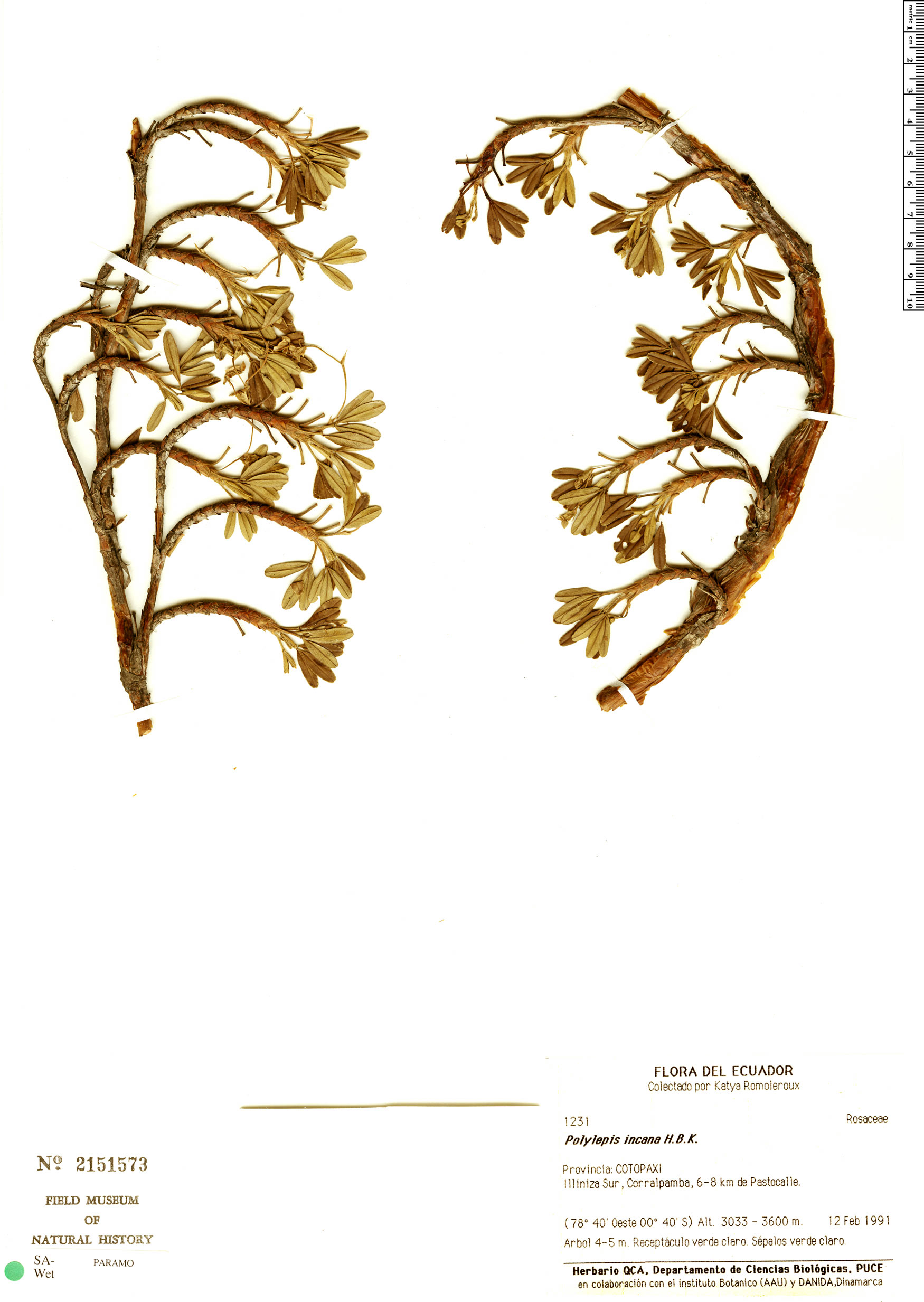 Polylepis incana | Herbário Rapid Reference | The Field Museum