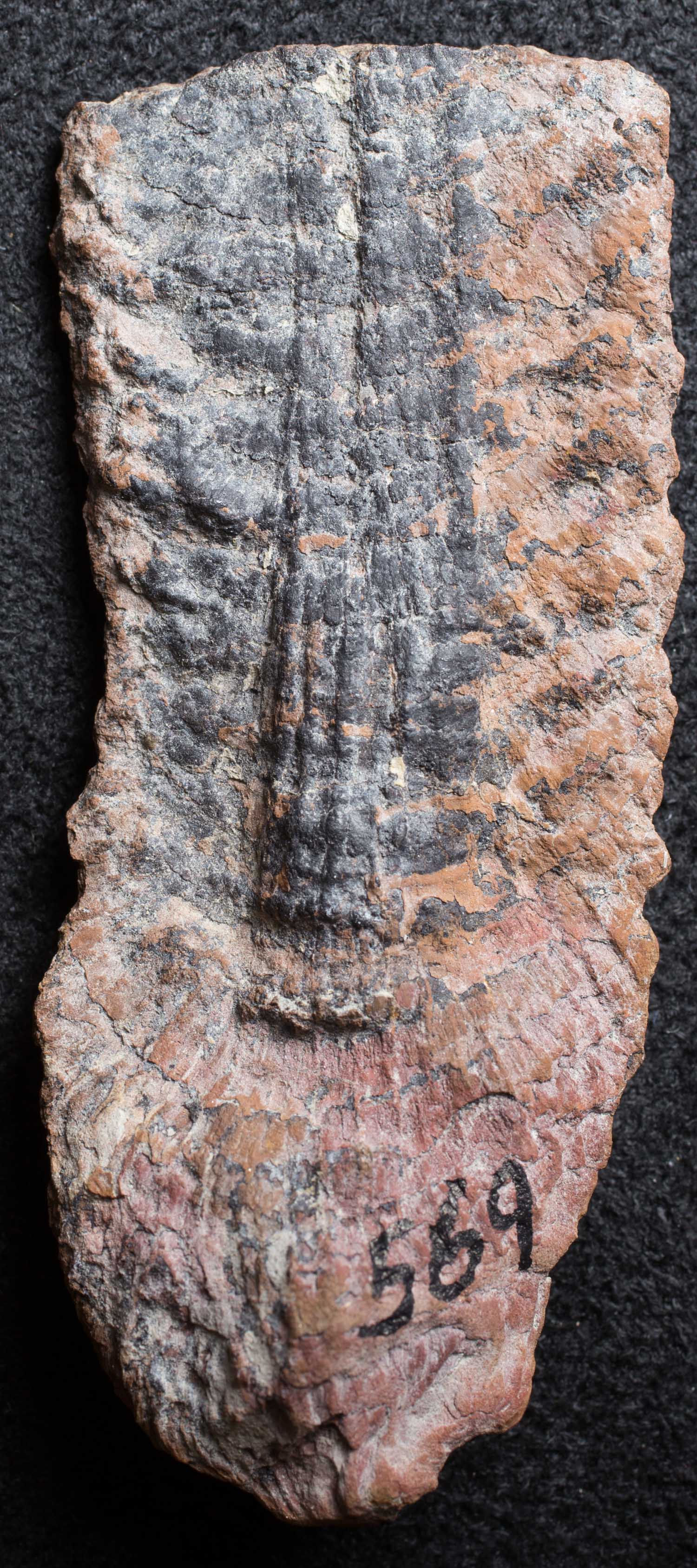 Macrostachya W.P.Schimper, 1869