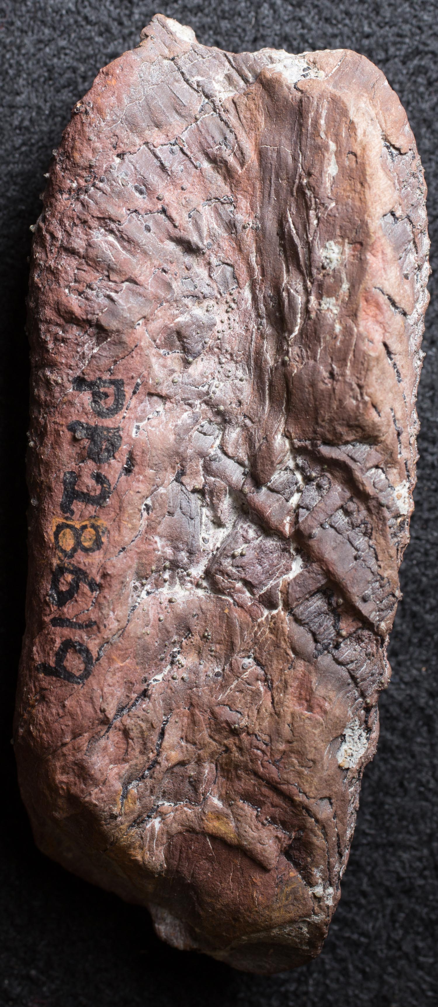 Macrostachya W.P.Schimper, 1869