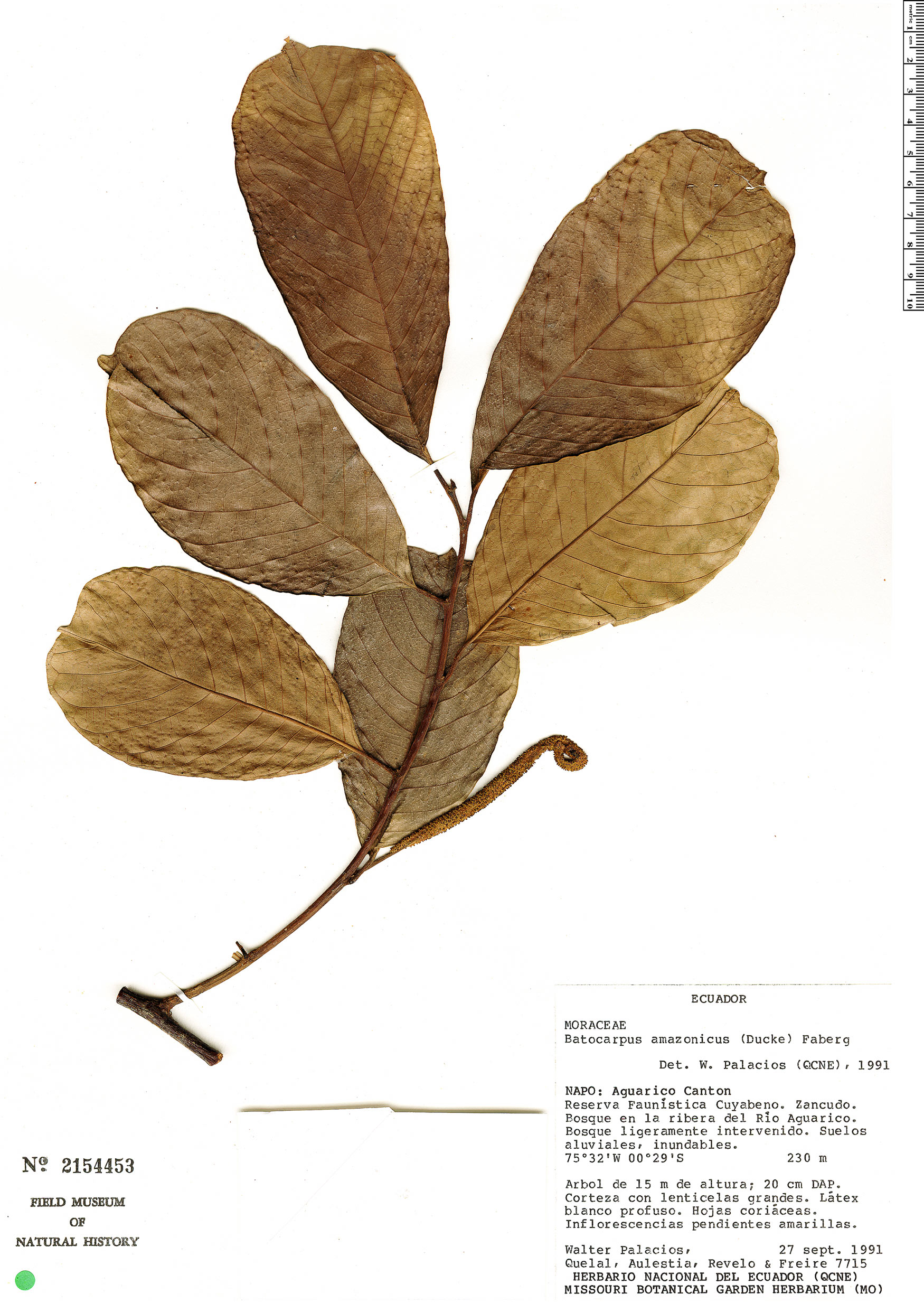 Batocarpus amazonicus | Rapid Reference | The Field Museum