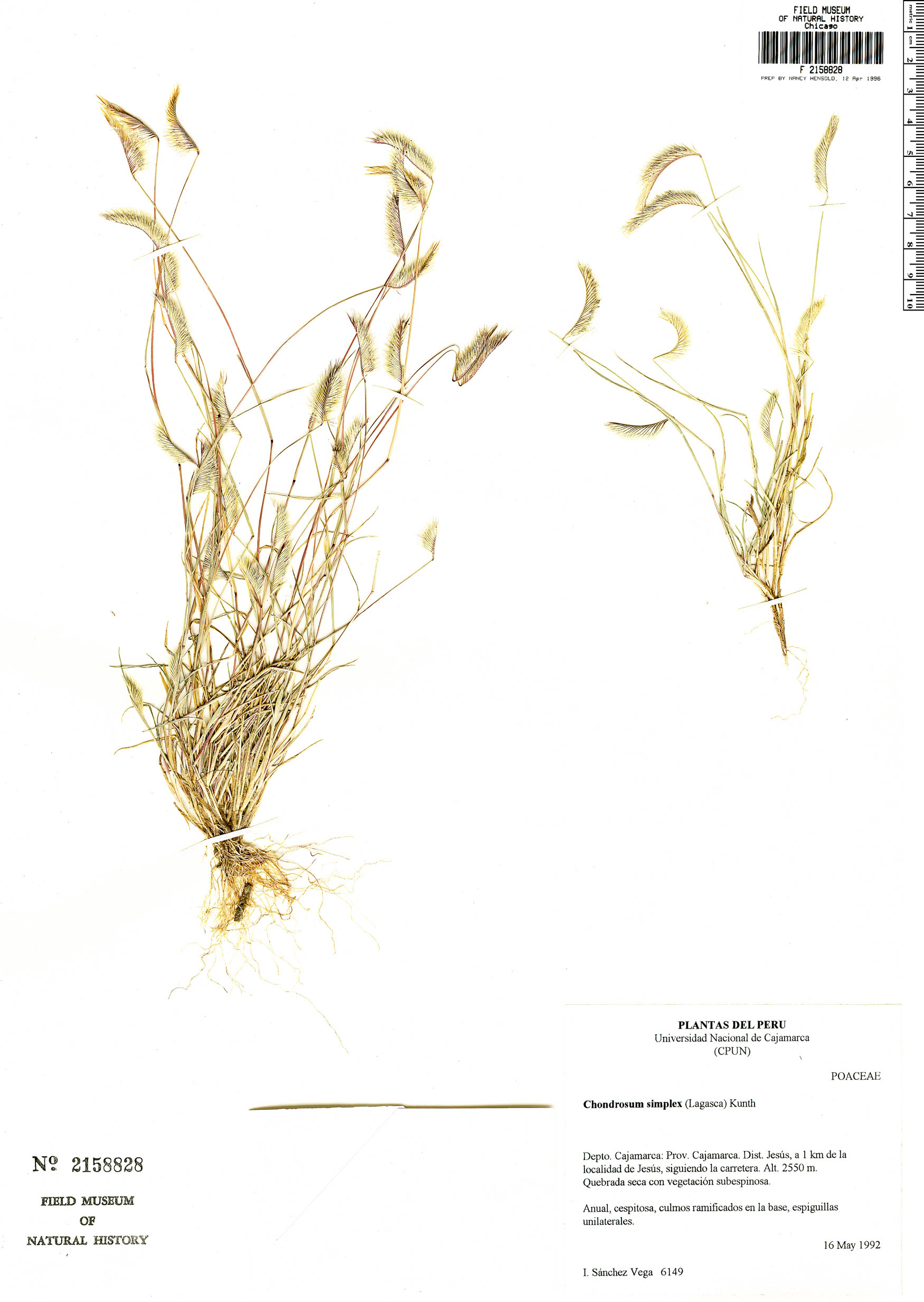 Bouteloua simplex | Rapid Reference | The Field Museum