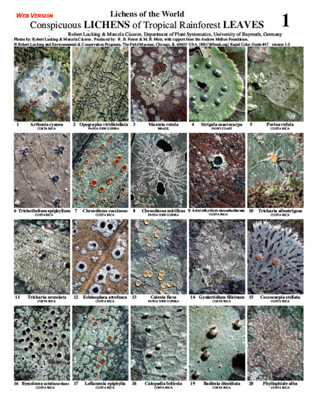 Graphidaceae Lichens of the World - Field Guides