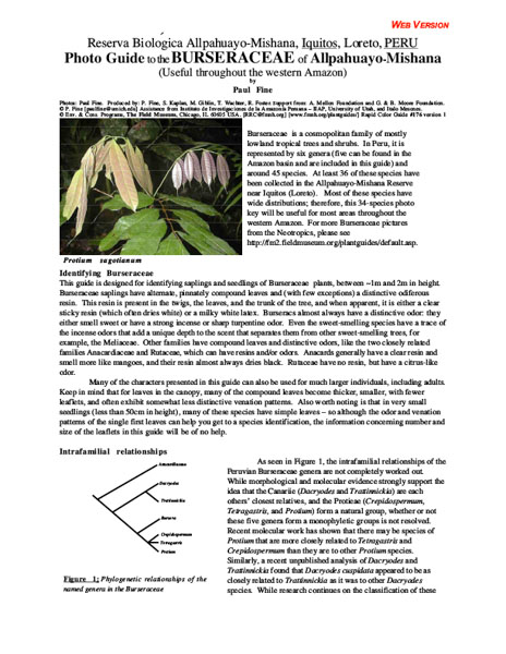 Burseraceae from the Allpahuayo-Mishana Biological Reserve - Field Guides