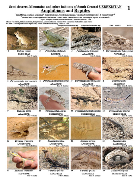 Amphibians and Reptiles of South Central Uzbekistan - Field Guides