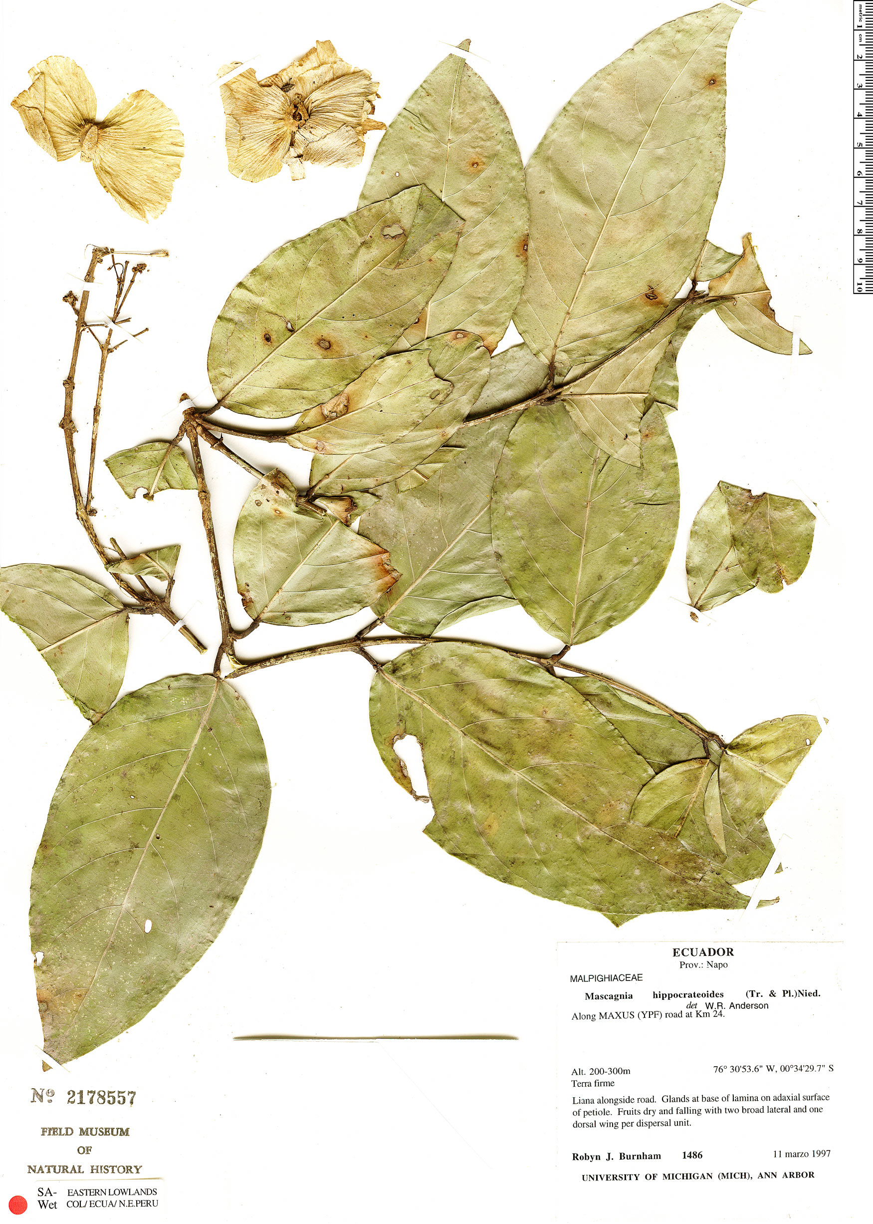 Adelphia hiraea | Rapid Reference | The Field Museum