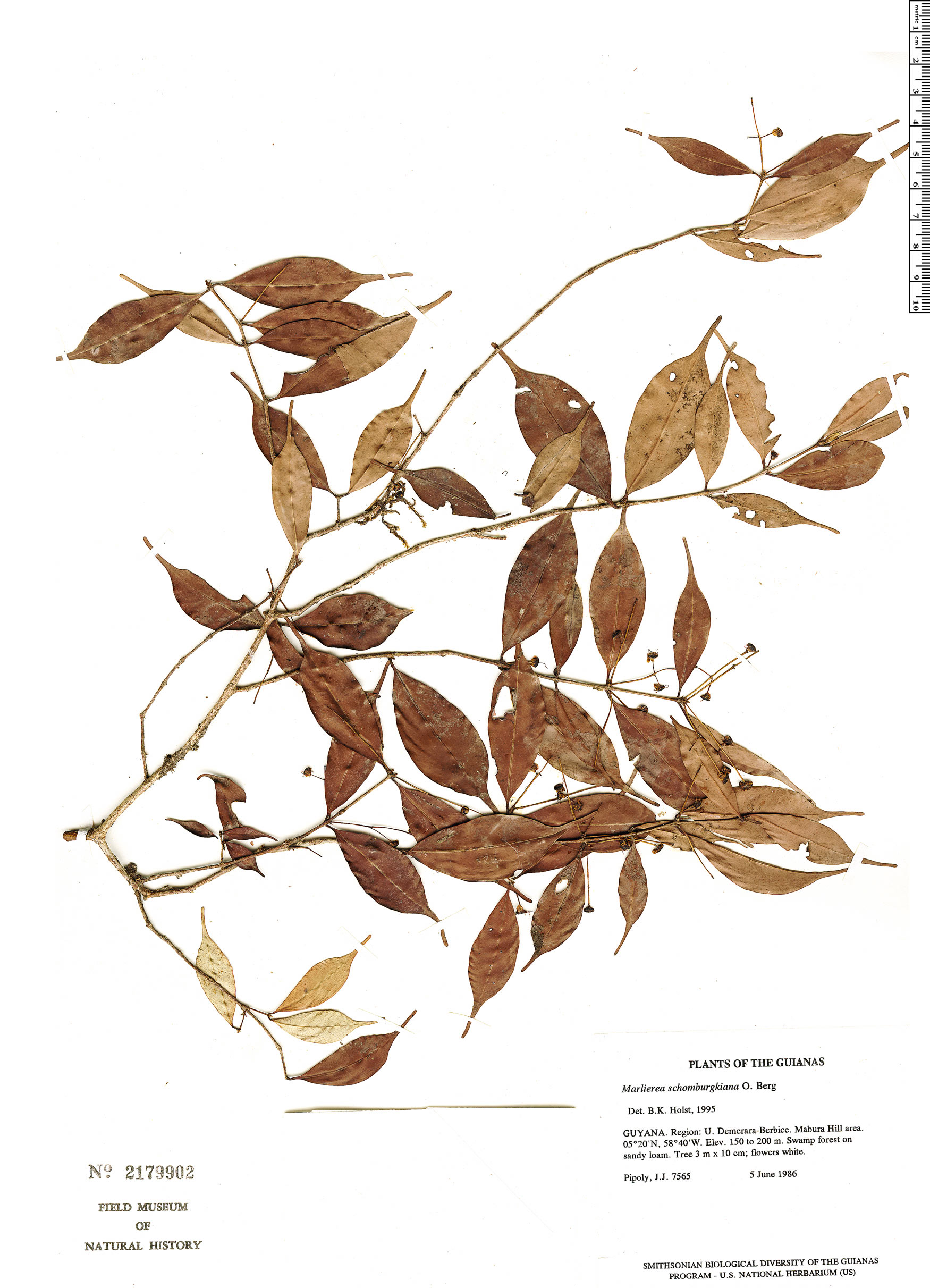 Marlierea schomburgkiana | Rapid Reference | The Field Museum