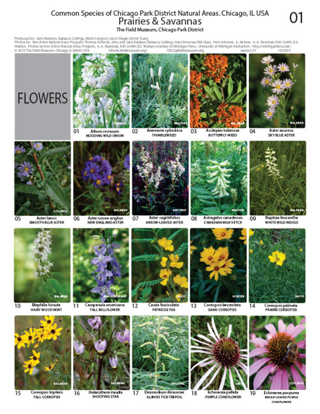 Beaubien Woods Forest Preserve: A Visitor's Guide - Field Guides