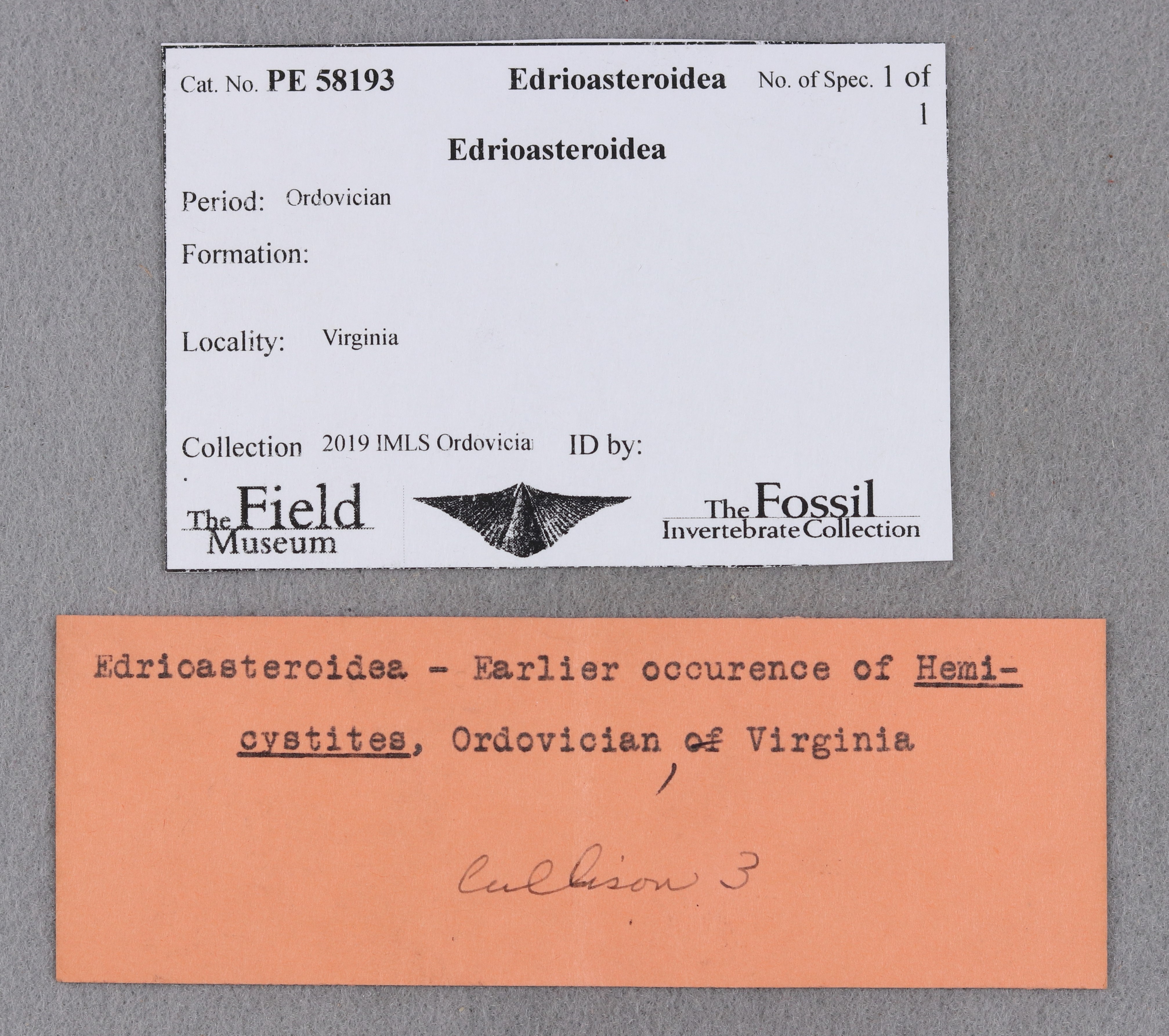 Edrioasteroidea | Geology Collections