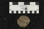 Edrioasteroidea | Geology Collections