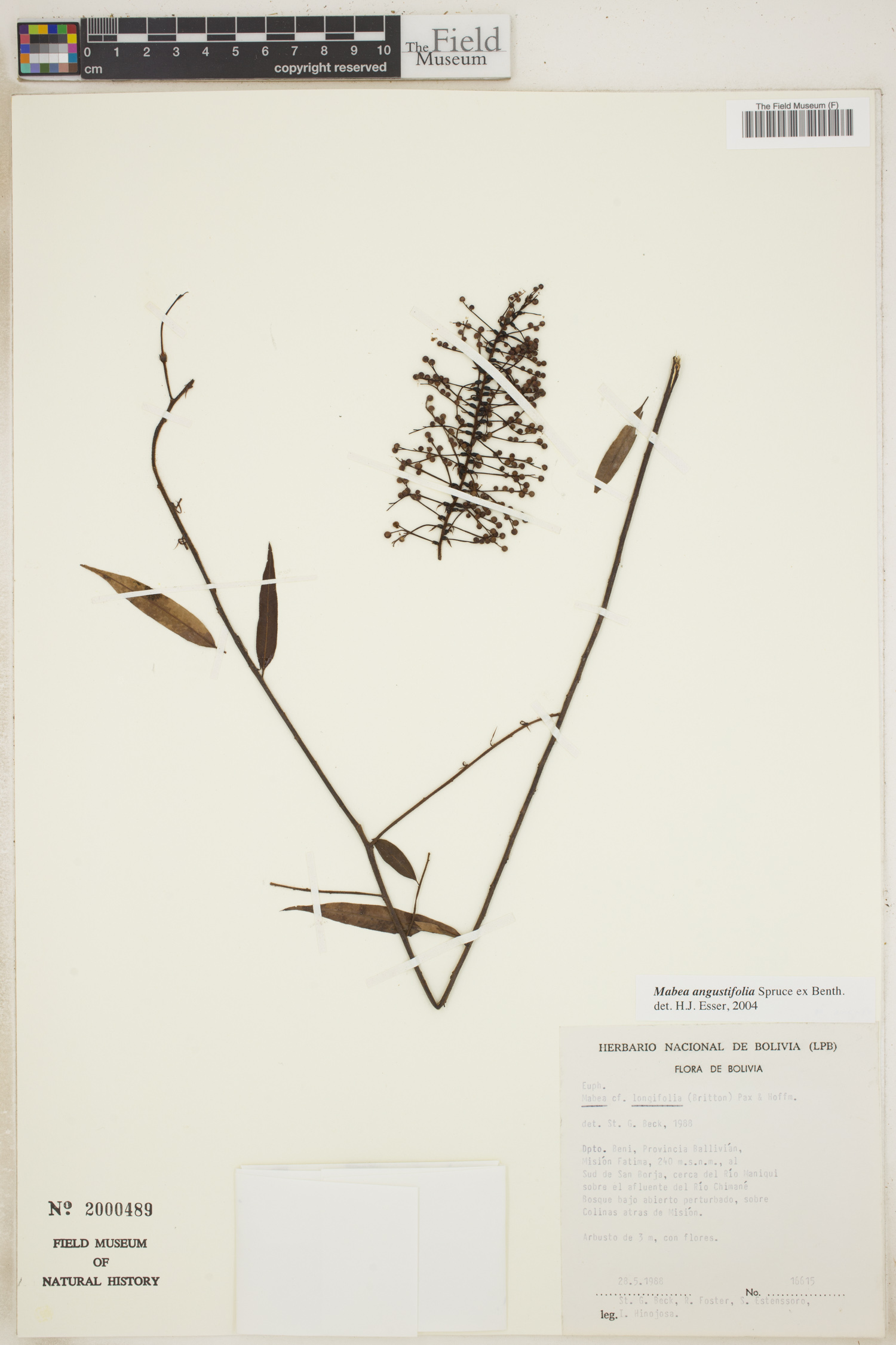 Mabea angustifolia Spruce ex Benth.