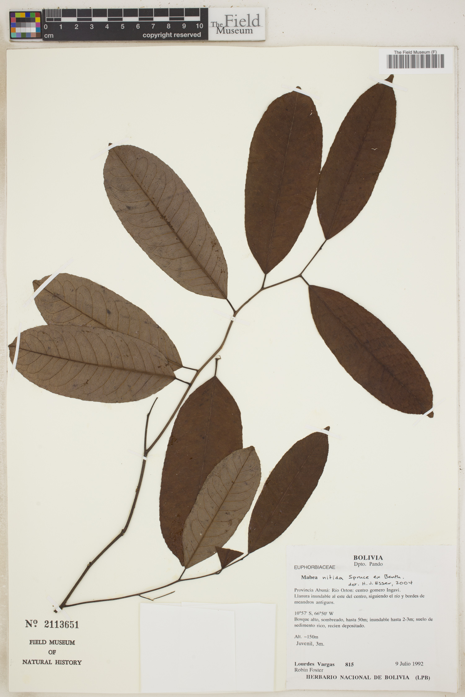 Mabea nitida Spruce ex Benth.