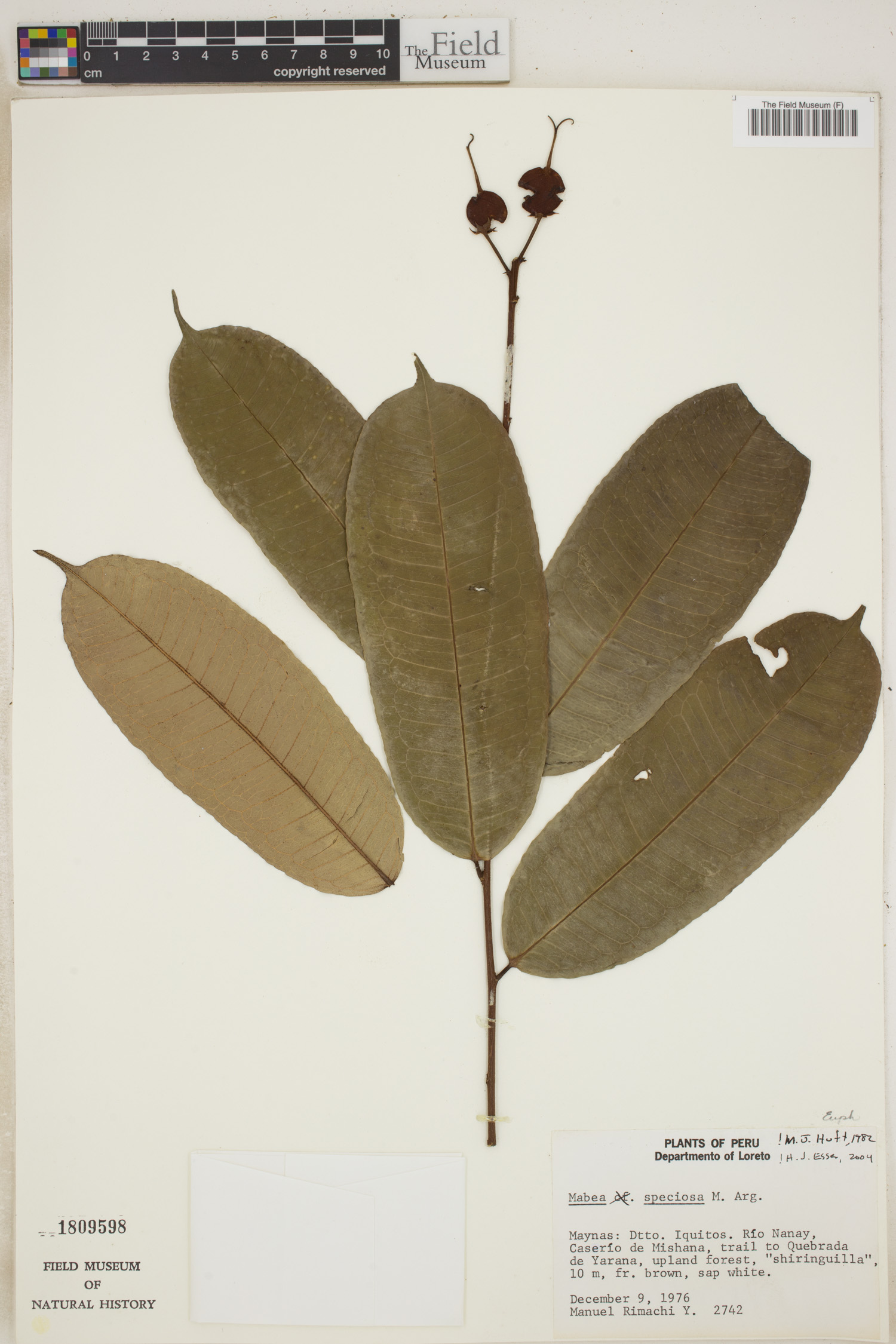 Mabea speciosa Müll.Arg.