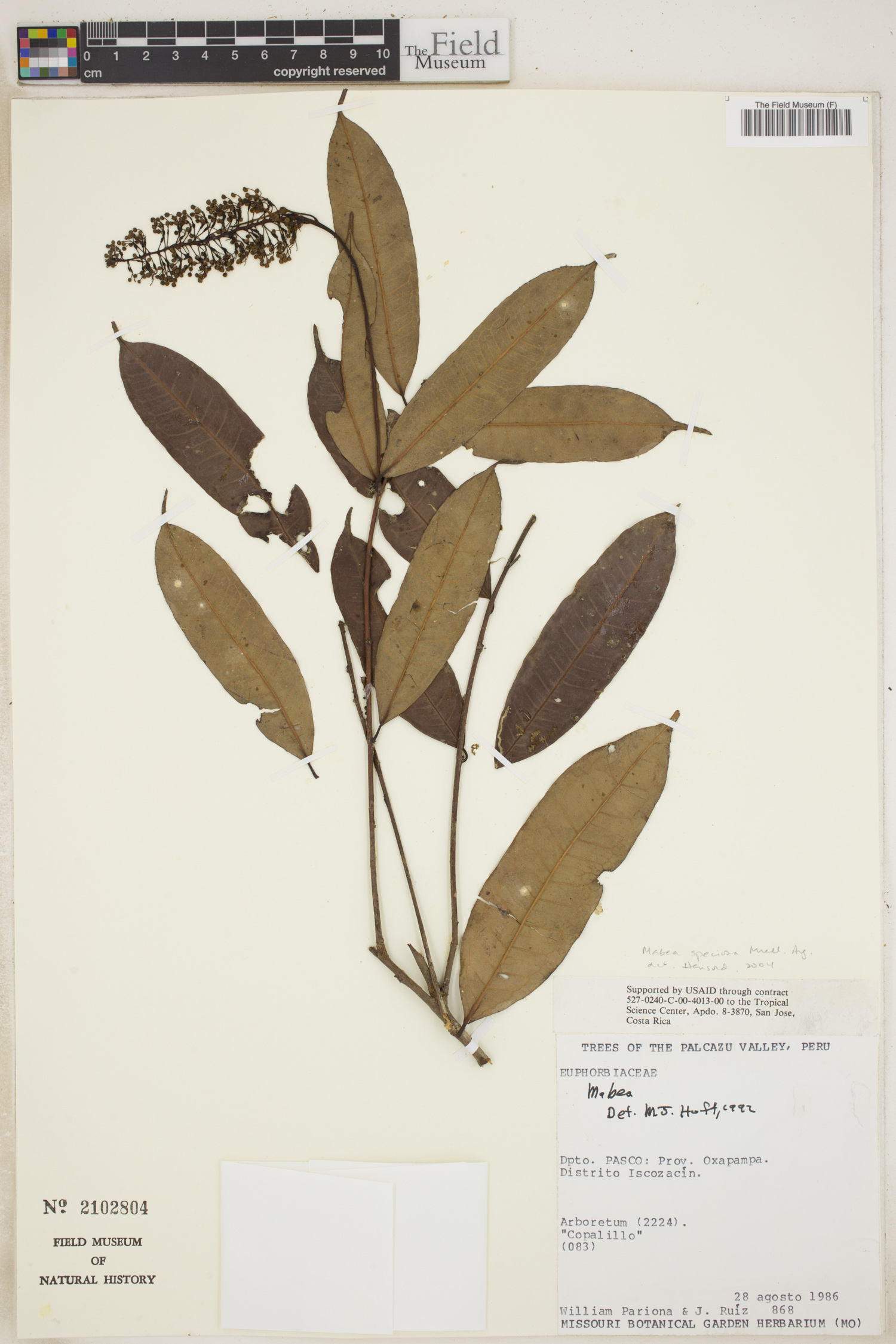 Mabea speciosa Müll.Arg.