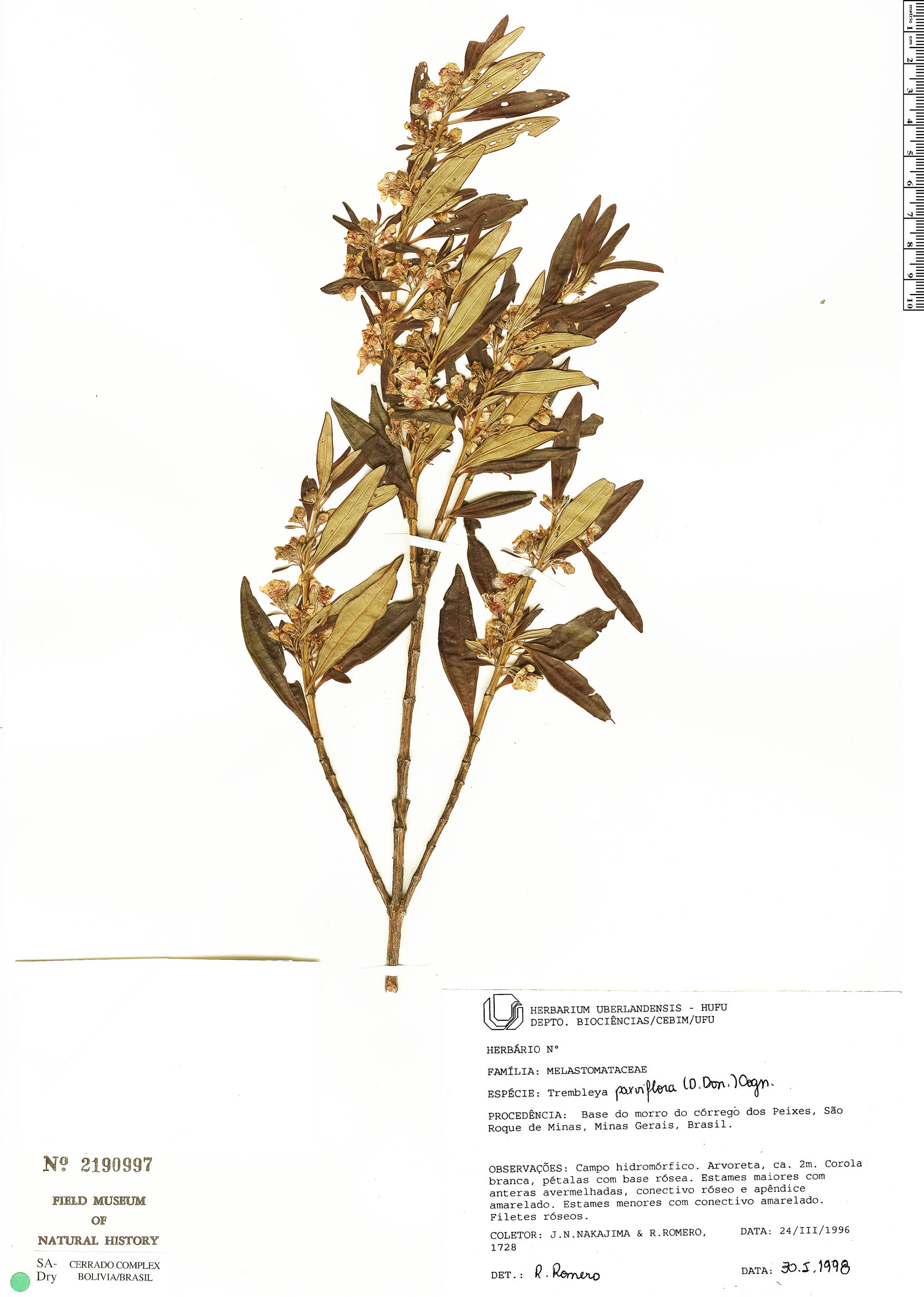 Trembleya parviflora | Herbário Rapid Reference | The Field Museum