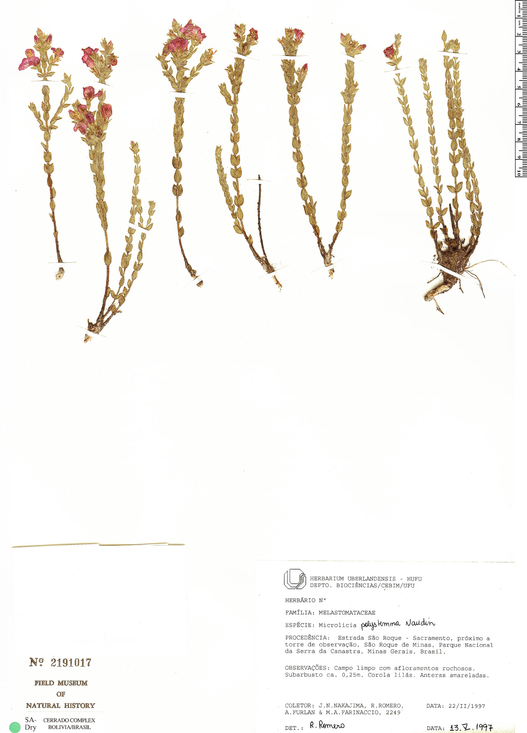 Microlicia polystemma | Herbário Rapid Reference | The Field Museum