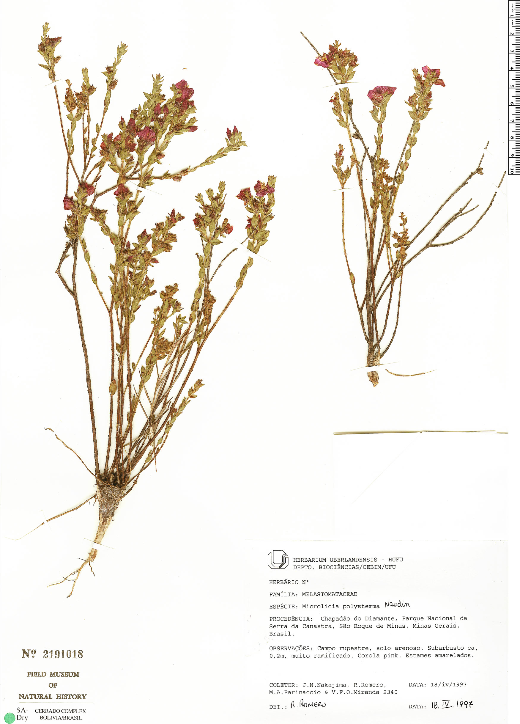 Microlicia polystemma | Rapid Reference | The Field Museum