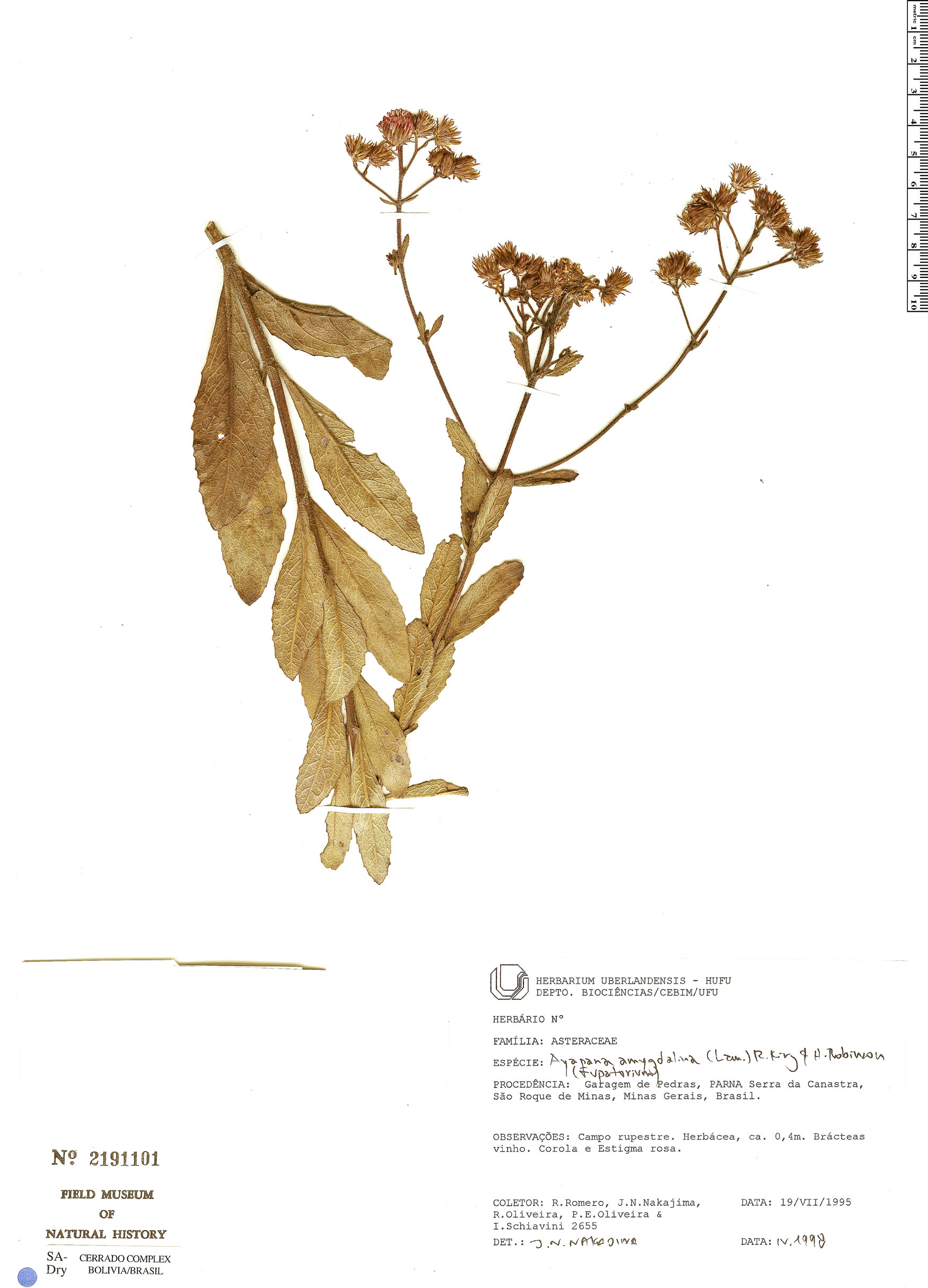 Ayapana amygdalina | Rapid Reference | The Field Museum